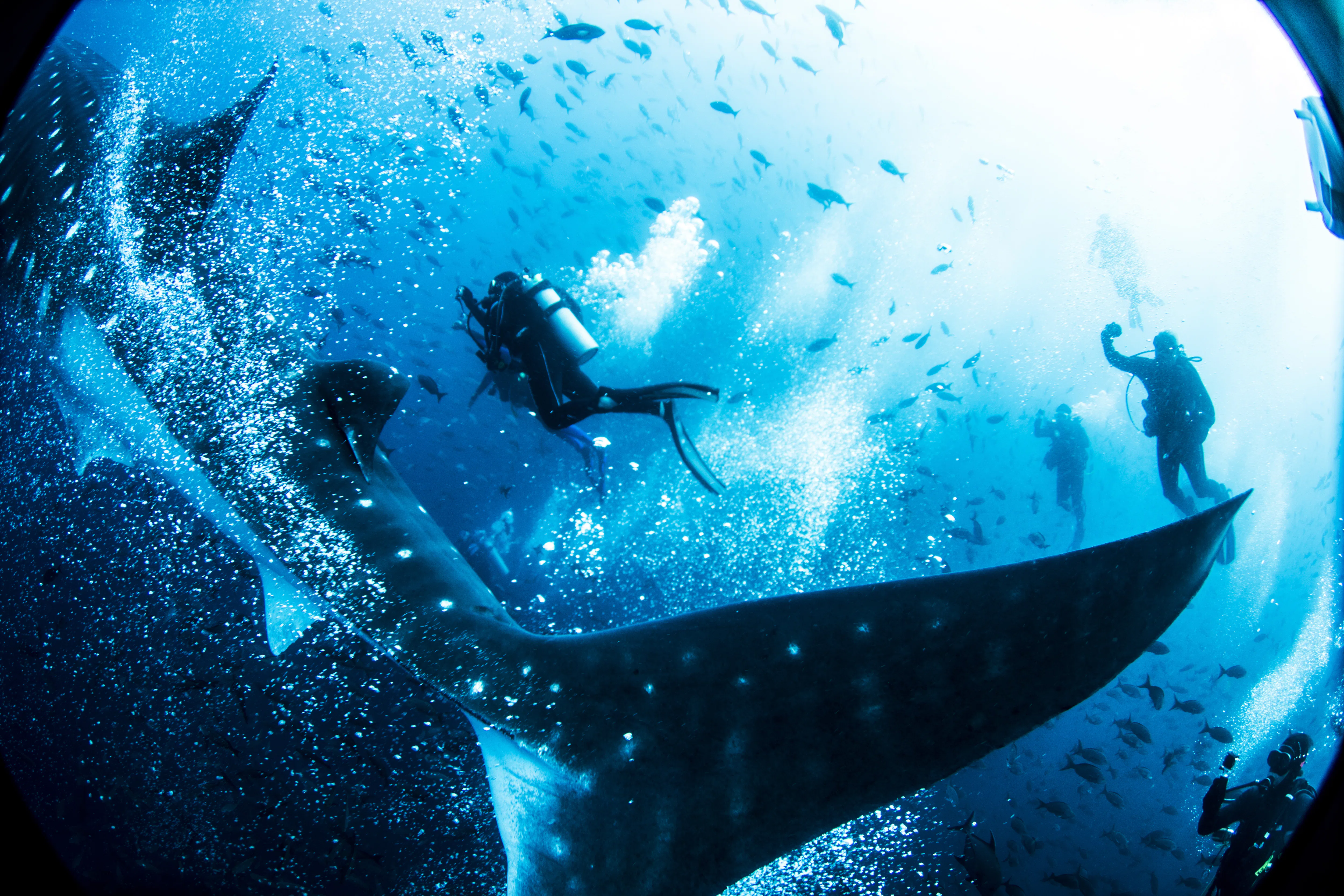 The Shark Week 2019 Schedule Has Over 20 Hours Of "Jawsome" New Shows