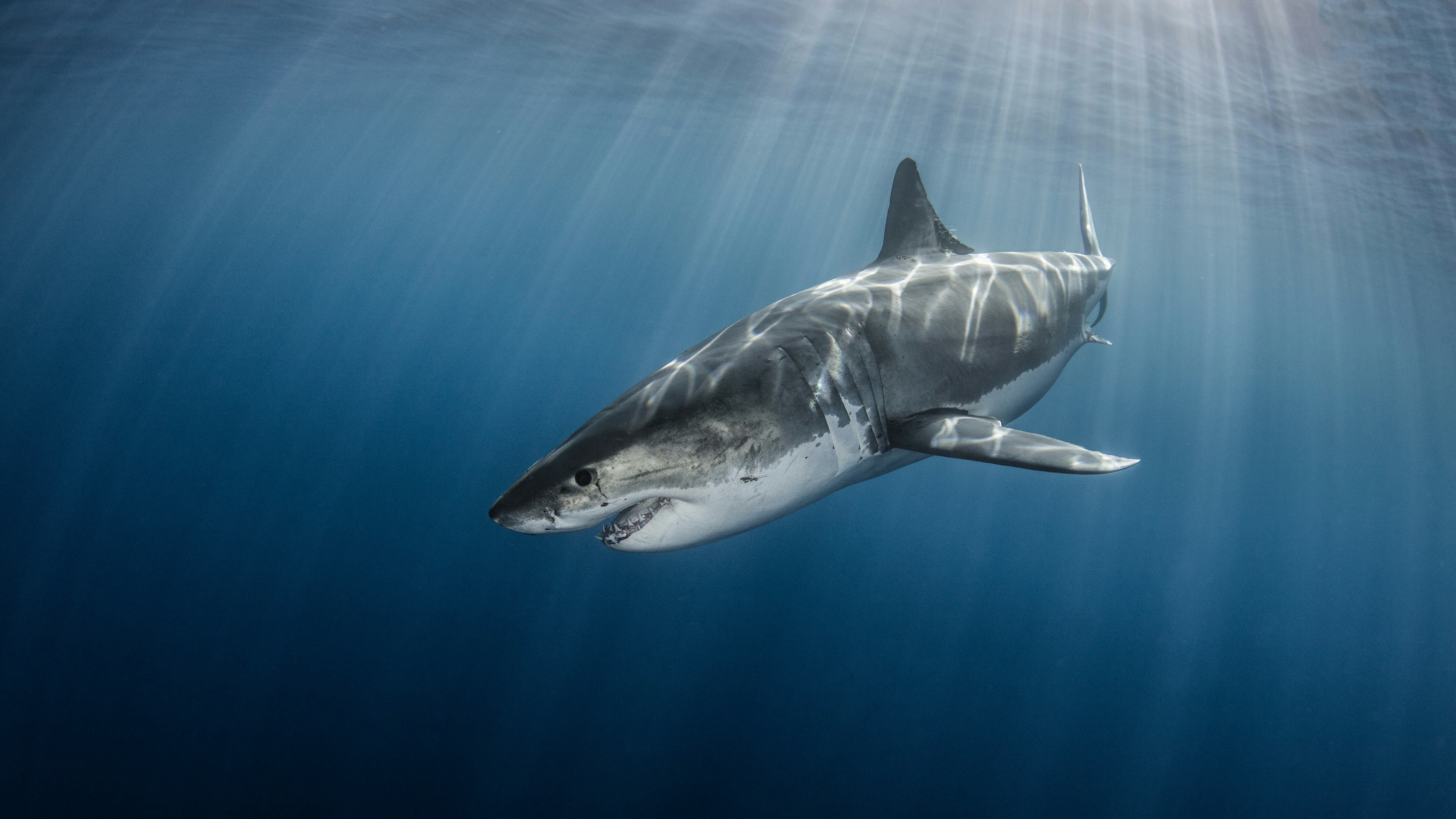 The Shark Week 2019 Schedule Has Over 20 Hours Of "Jawsome" New Shows