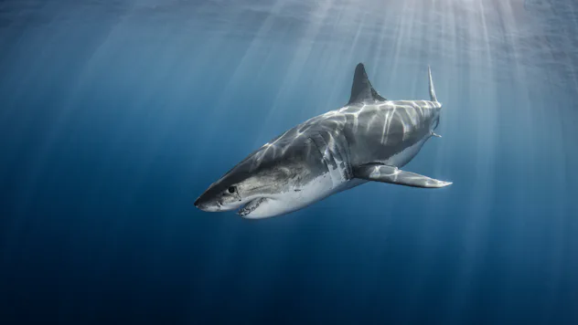 The Shark Week 2019 Schedule Has Over 20 Hours Of "Jawsome" New Shows