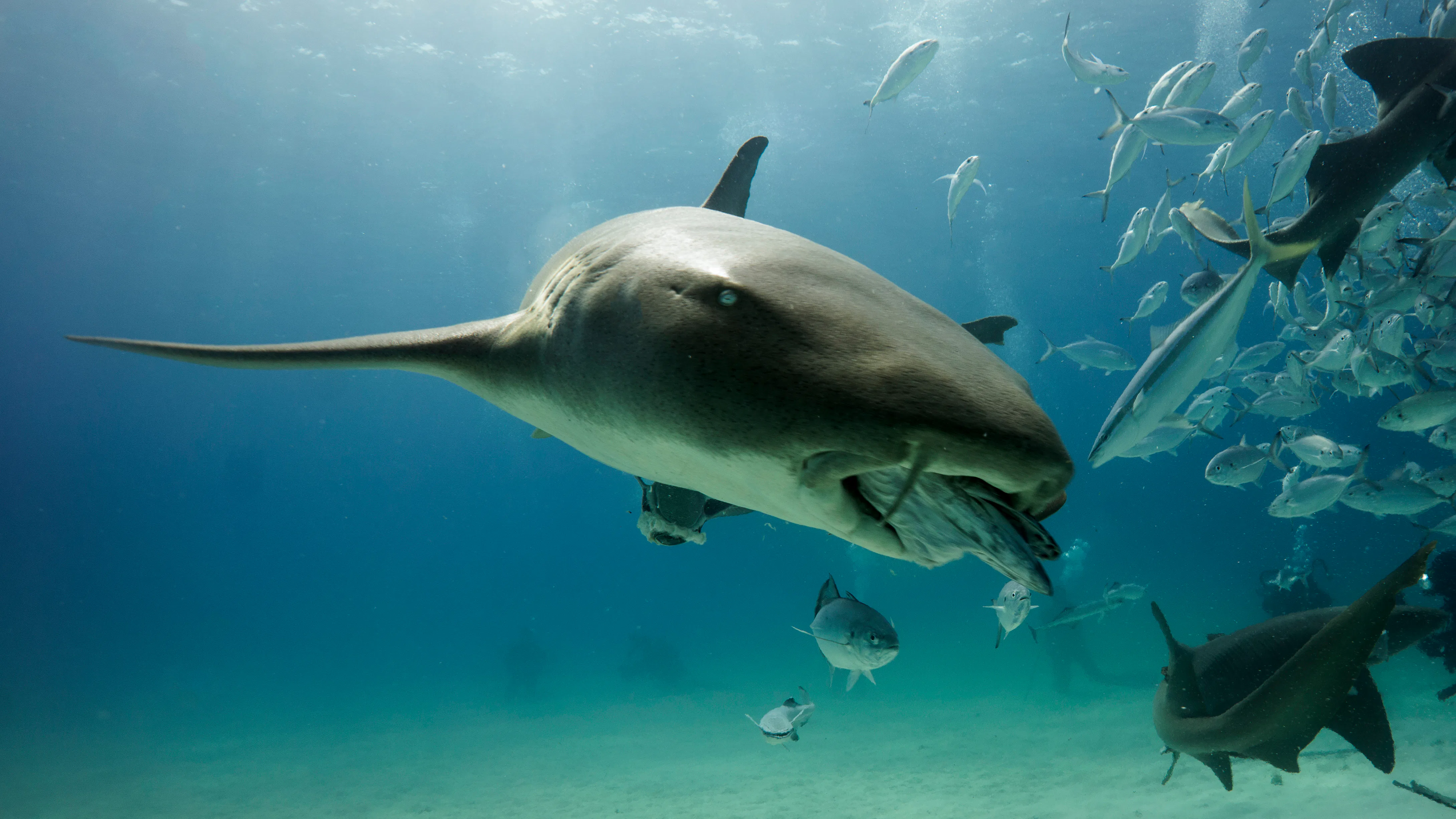 The Shark Week 2019 Schedule Has Over 20 Hours Of "Jawsome" New Shows