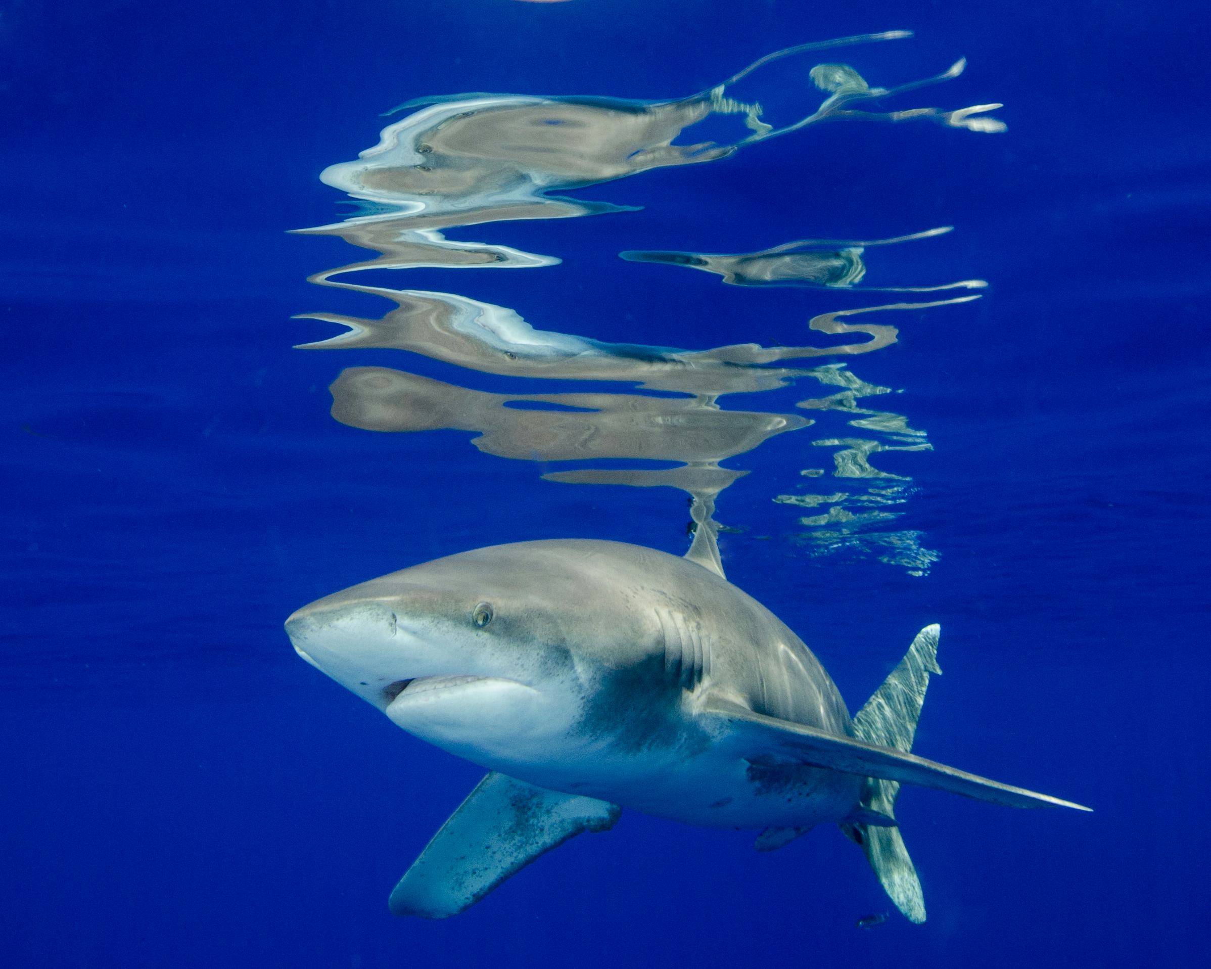 The Shark Week 2019 Schedule Has Over 20 Hours Of "Jawsome" New Shows