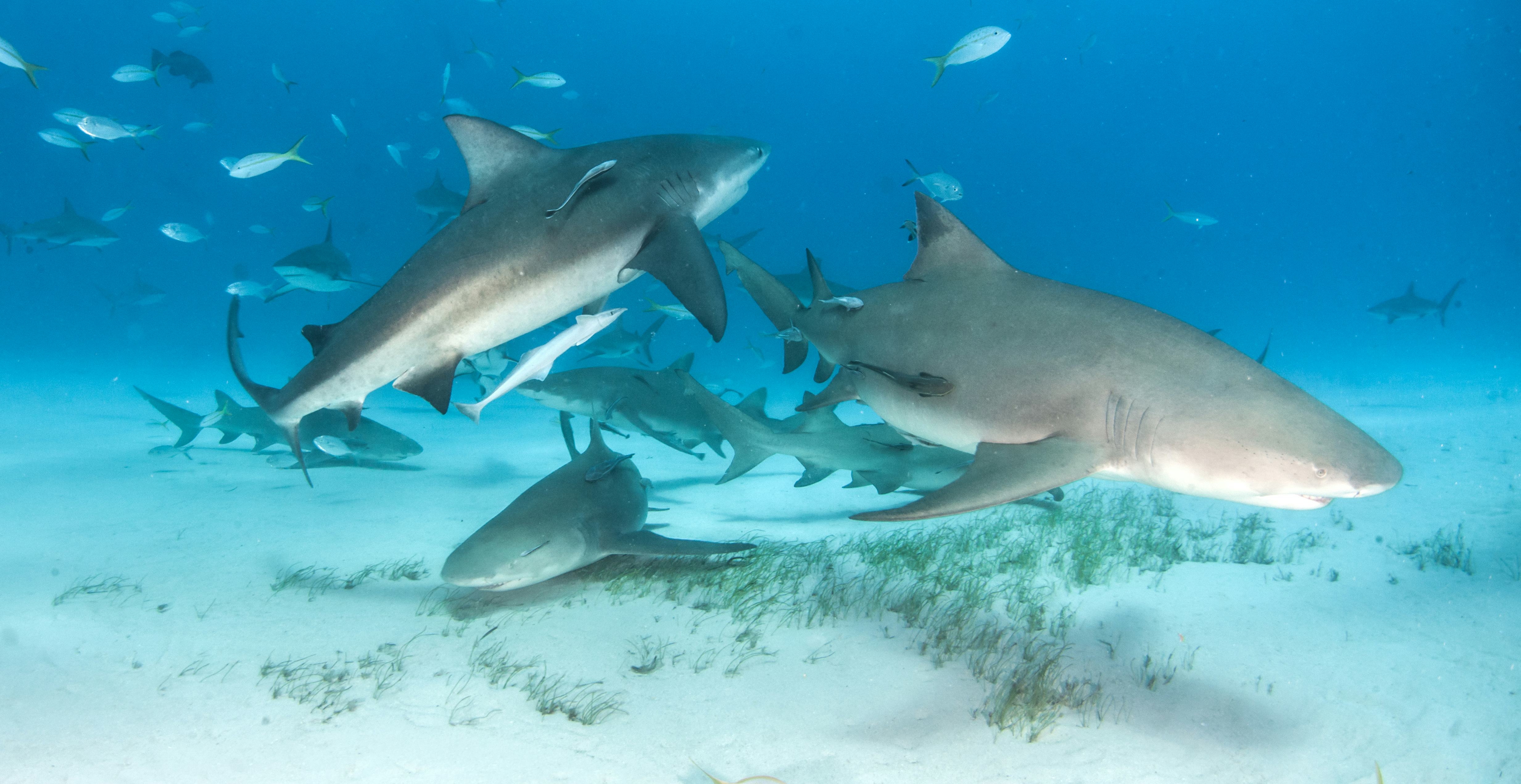 The Shark Week 2019 Schedule Has Over 20 Hours Of "Jawsome" New Shows