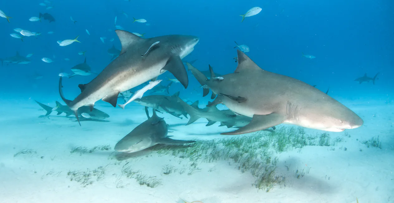 The Shark Week 2019 Schedule Has Over 20 Hours Of "Jawsome" New Shows