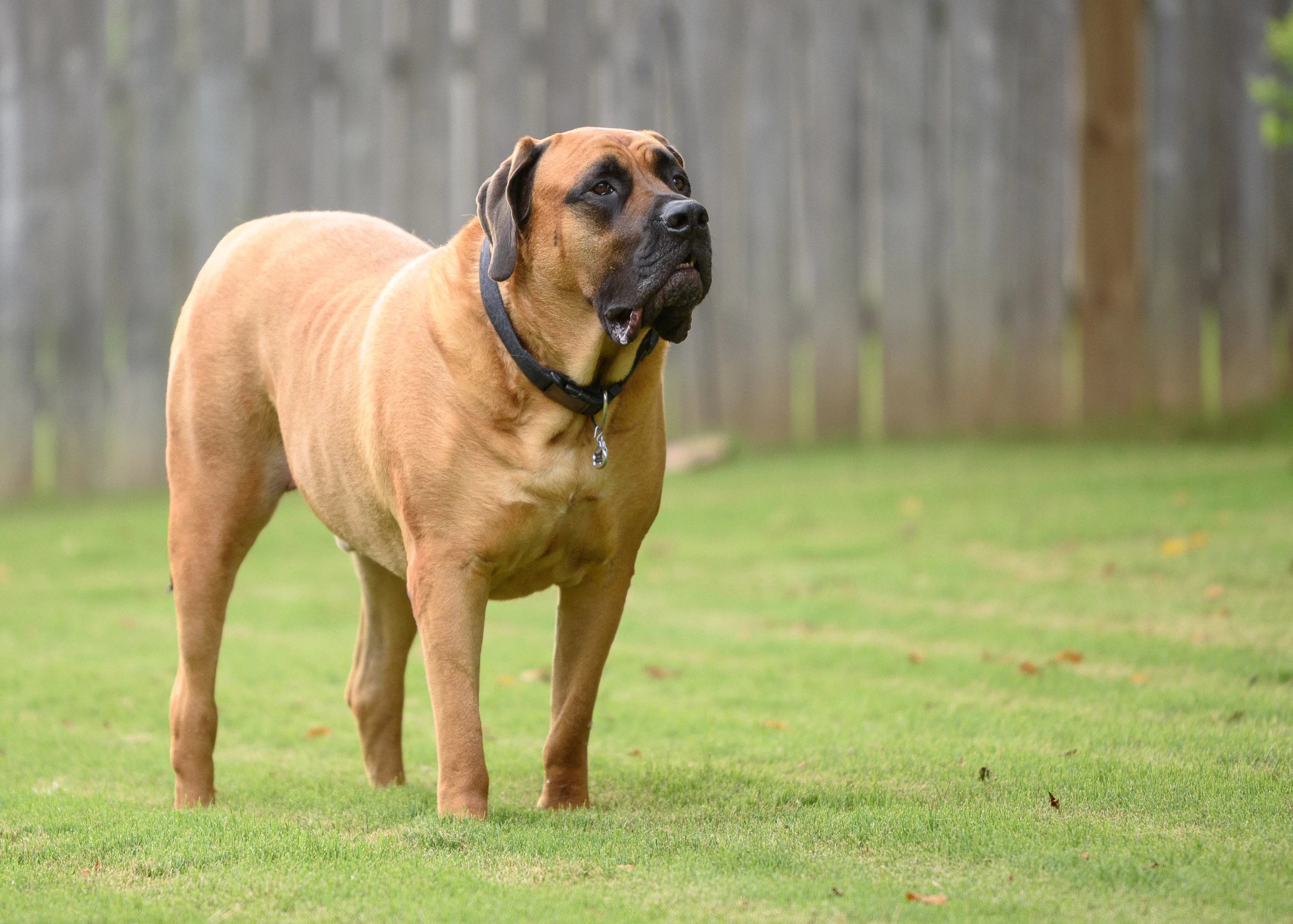 The Laziest Lap Dog Breeds Come In All Shapes & Sizes, According To Experts