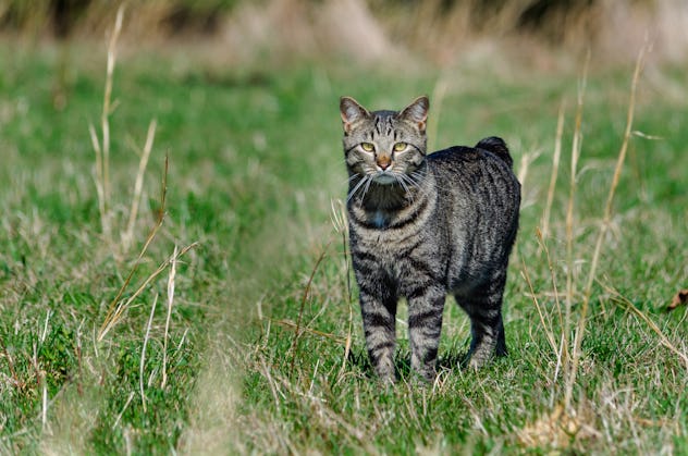 7 High Energy Cat Breeds For Those Who Want A Companion & Not A Roommate