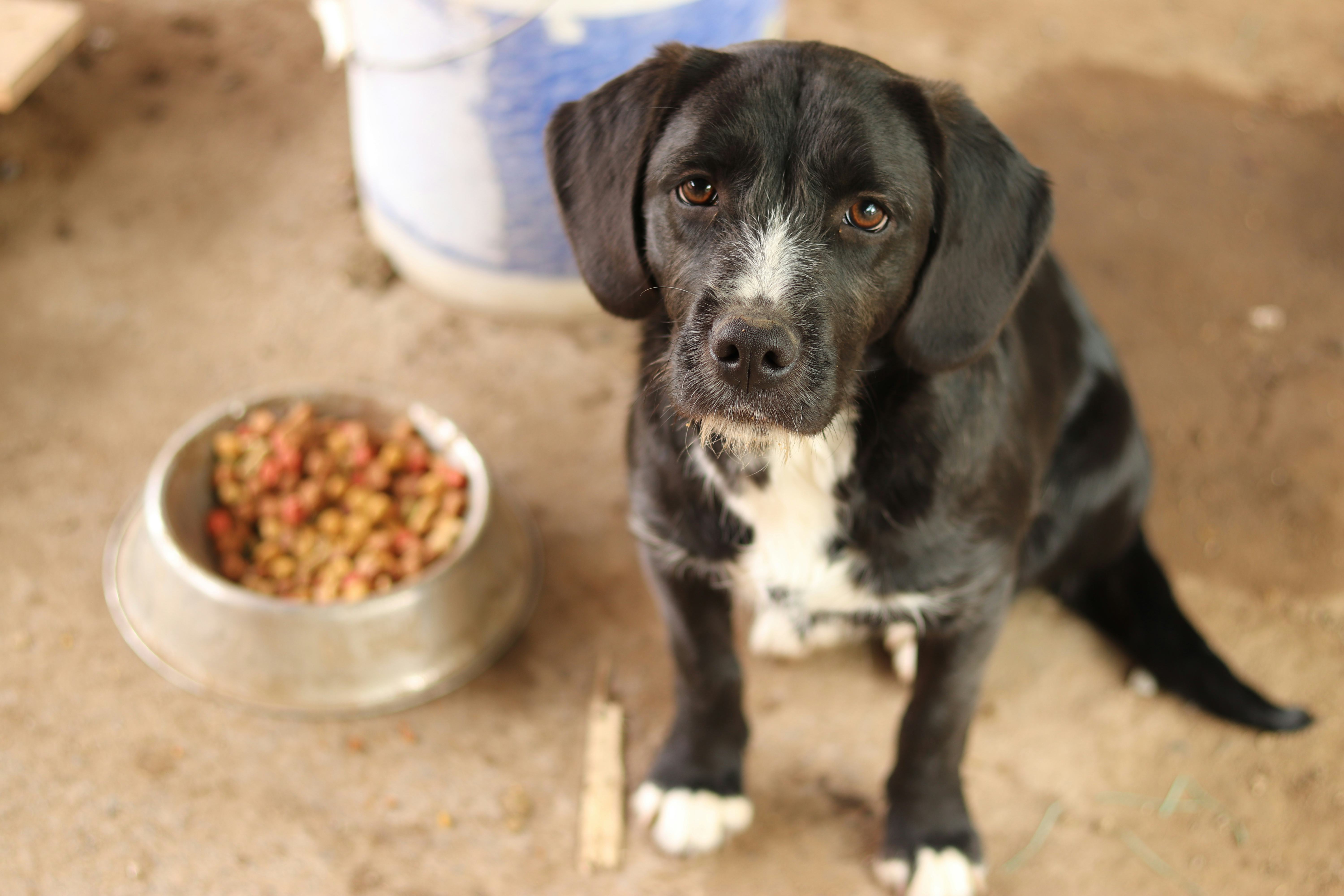 8 Ways Dogs Tell You They're In Pain, Because Sometimes The Signs Are ...