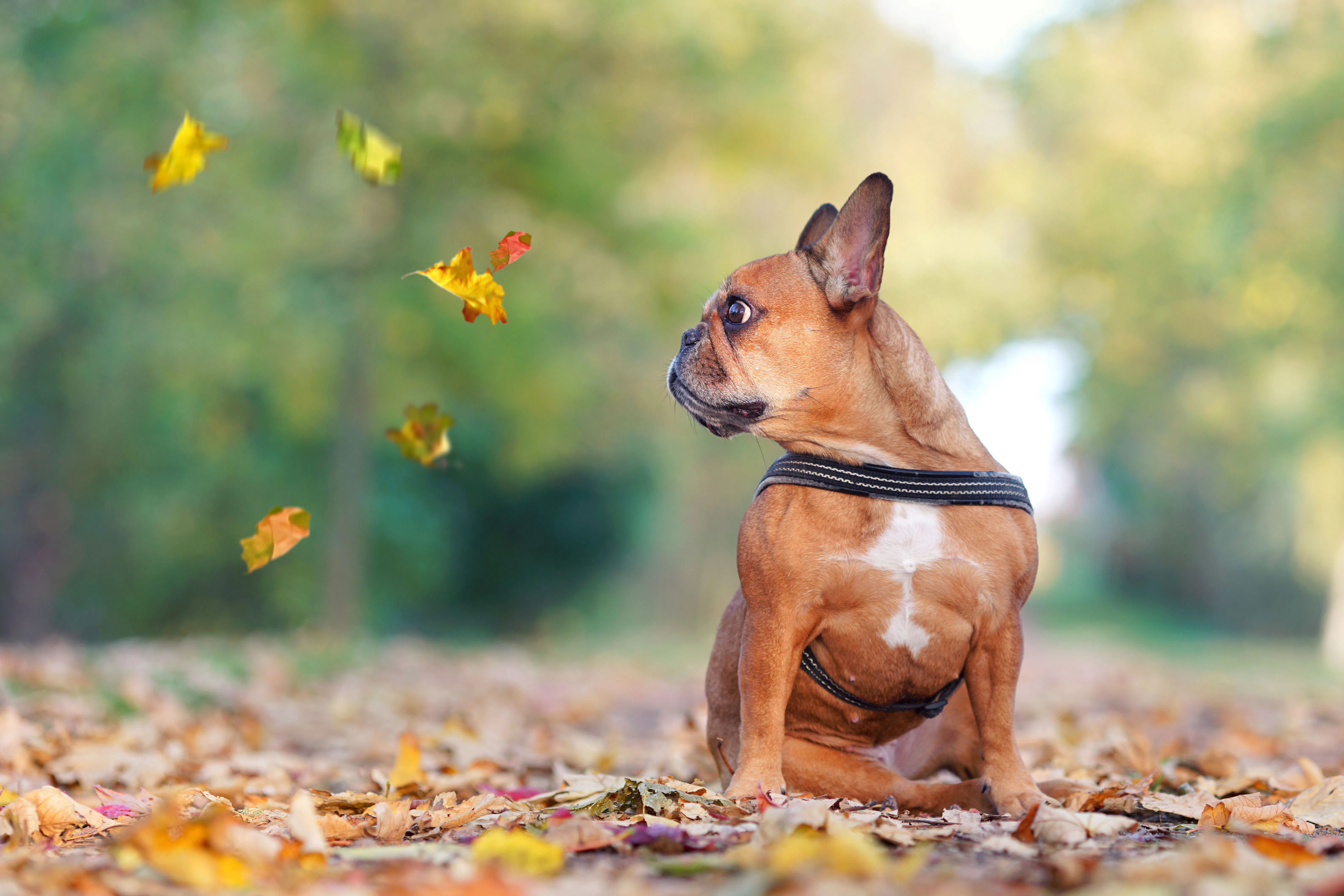 Dog Fall Quotes 135 Cute And Funny Dog Instagram Captions For Your