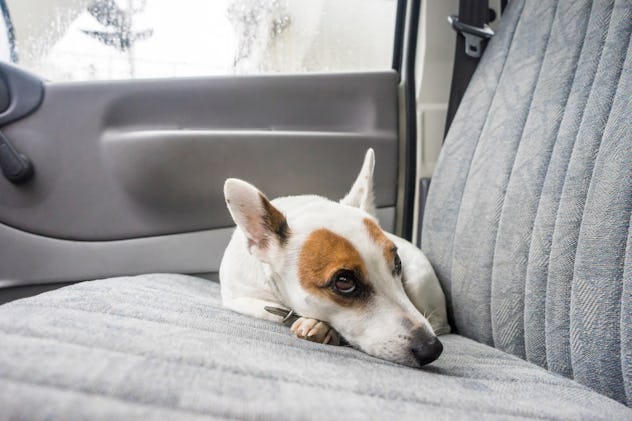 How To Get Dogs To Like Car Rides If They're A Bit Anxious About Them ...
