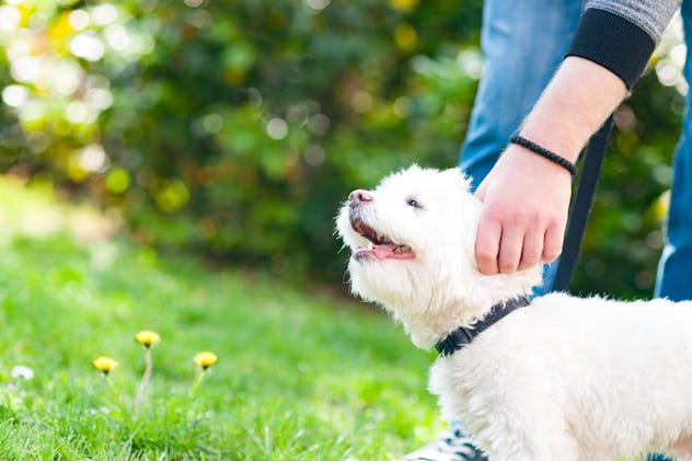 How To Get Your Dog To Stop Running Away On Walks, According To Experts