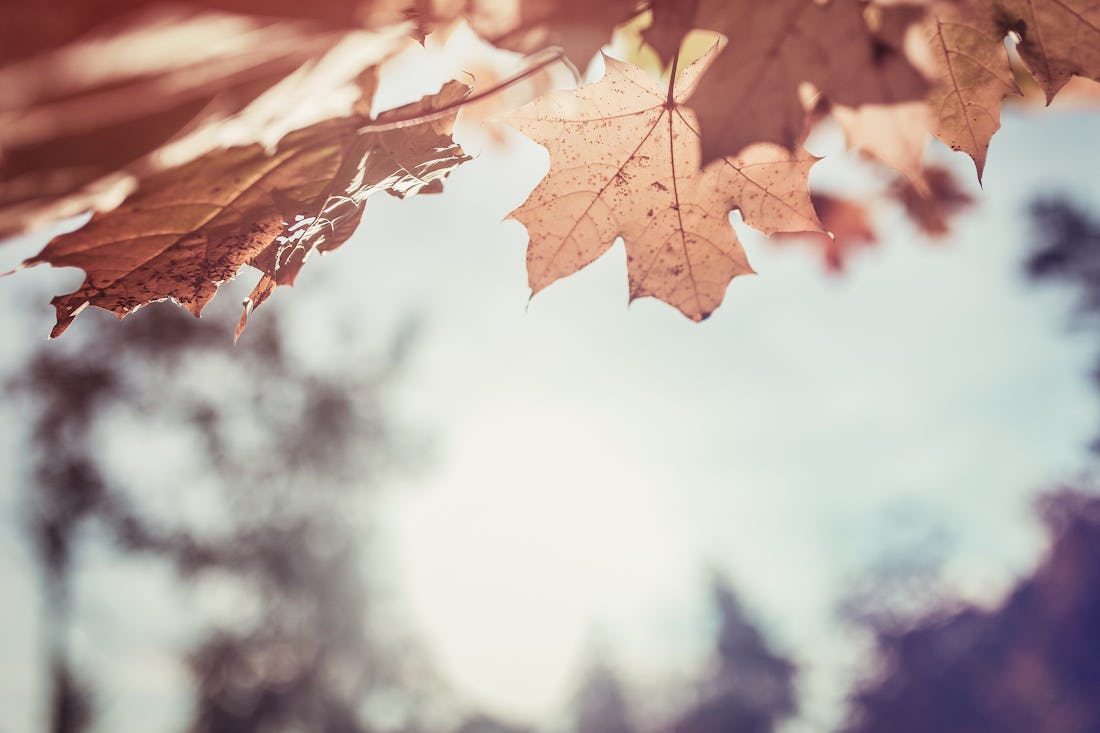 The Fall Equinox's Effect On Each Zodiac Sign, Explained