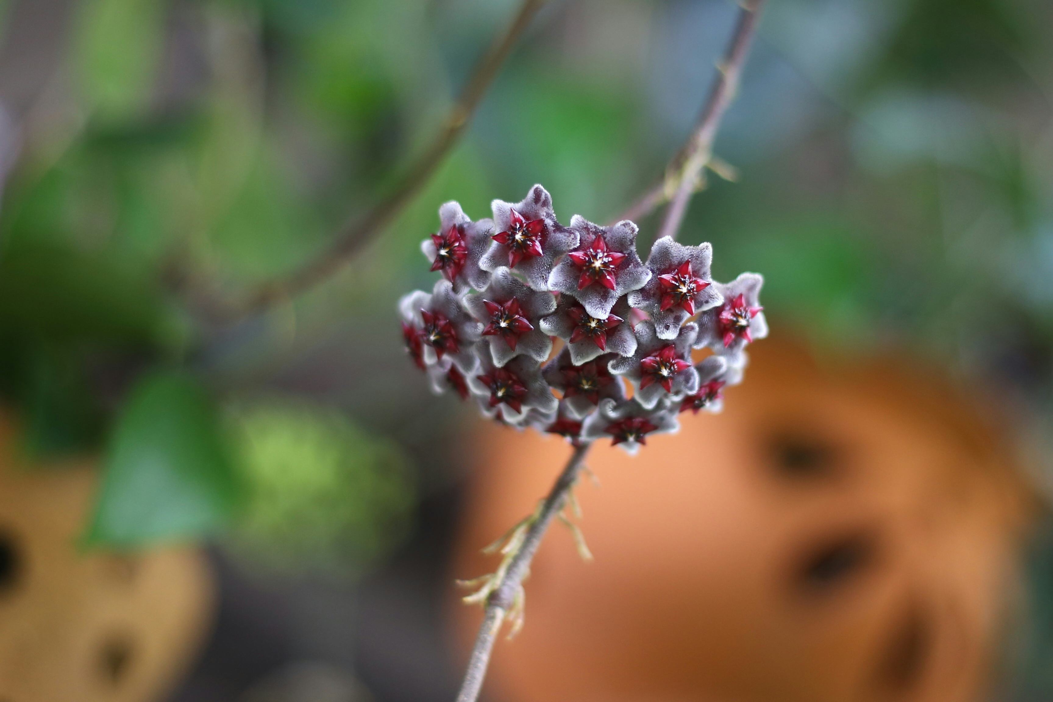 16 Cheap Wedding Flowers That Still Look Beautiful For Couples On A ...