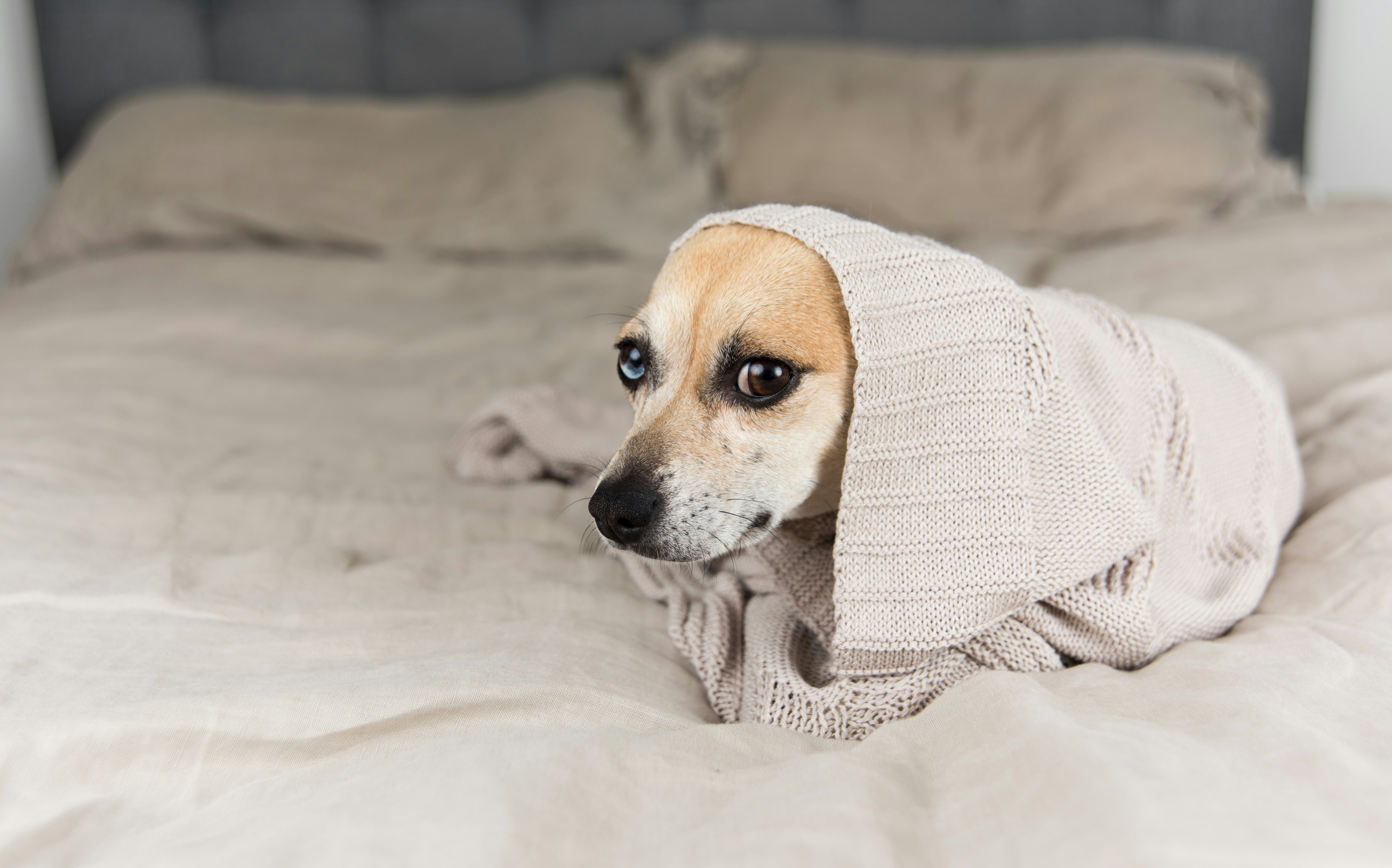 7 Best Dog Breeds If You Have Trouble Sleeping