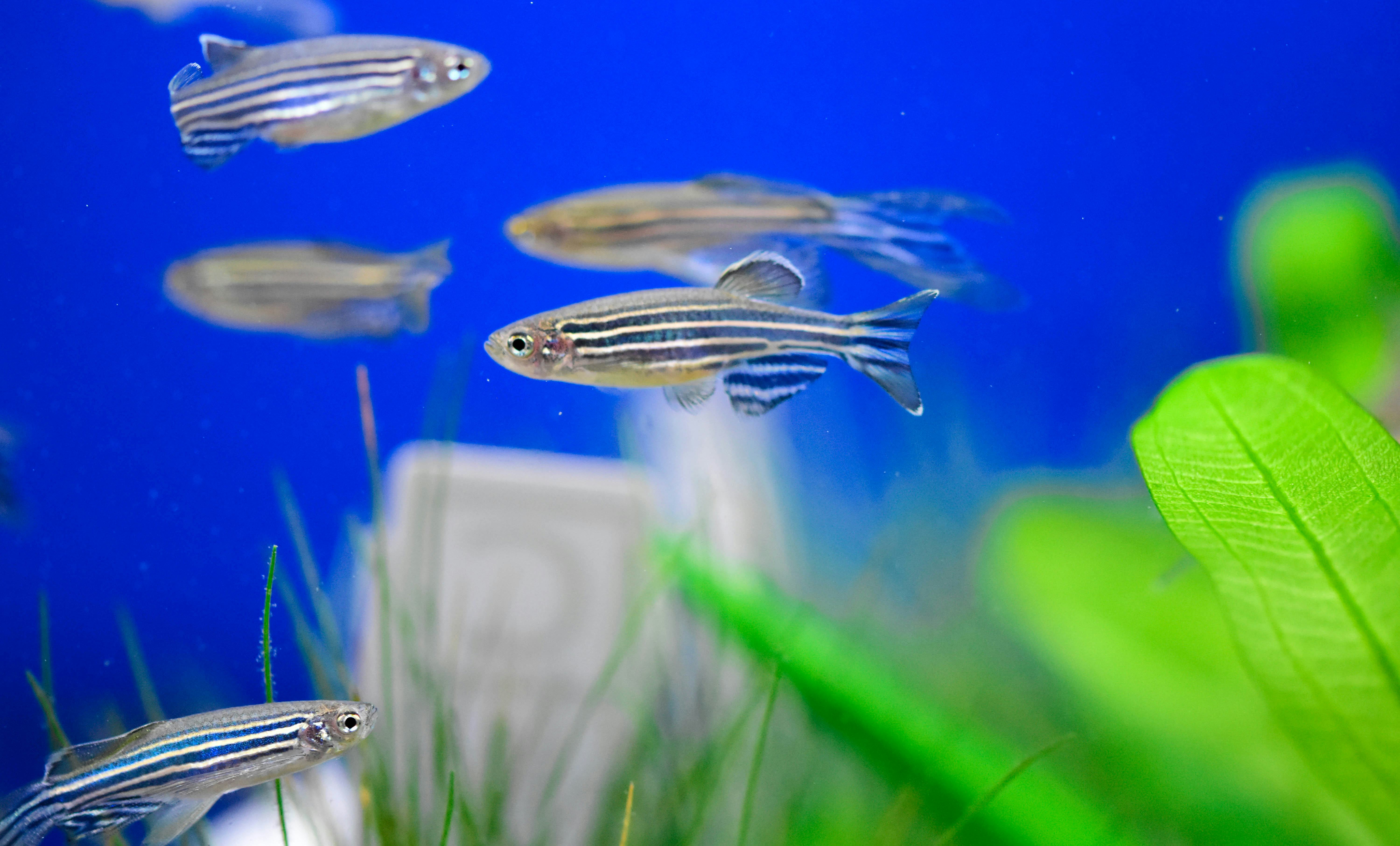 12 Hardy Fish That Are Hard To Kill & Best For Kids To Take Care Of