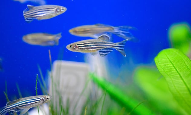12 Hardy Fish That Are Hard To Kill & Best For Kids To Take Care Of