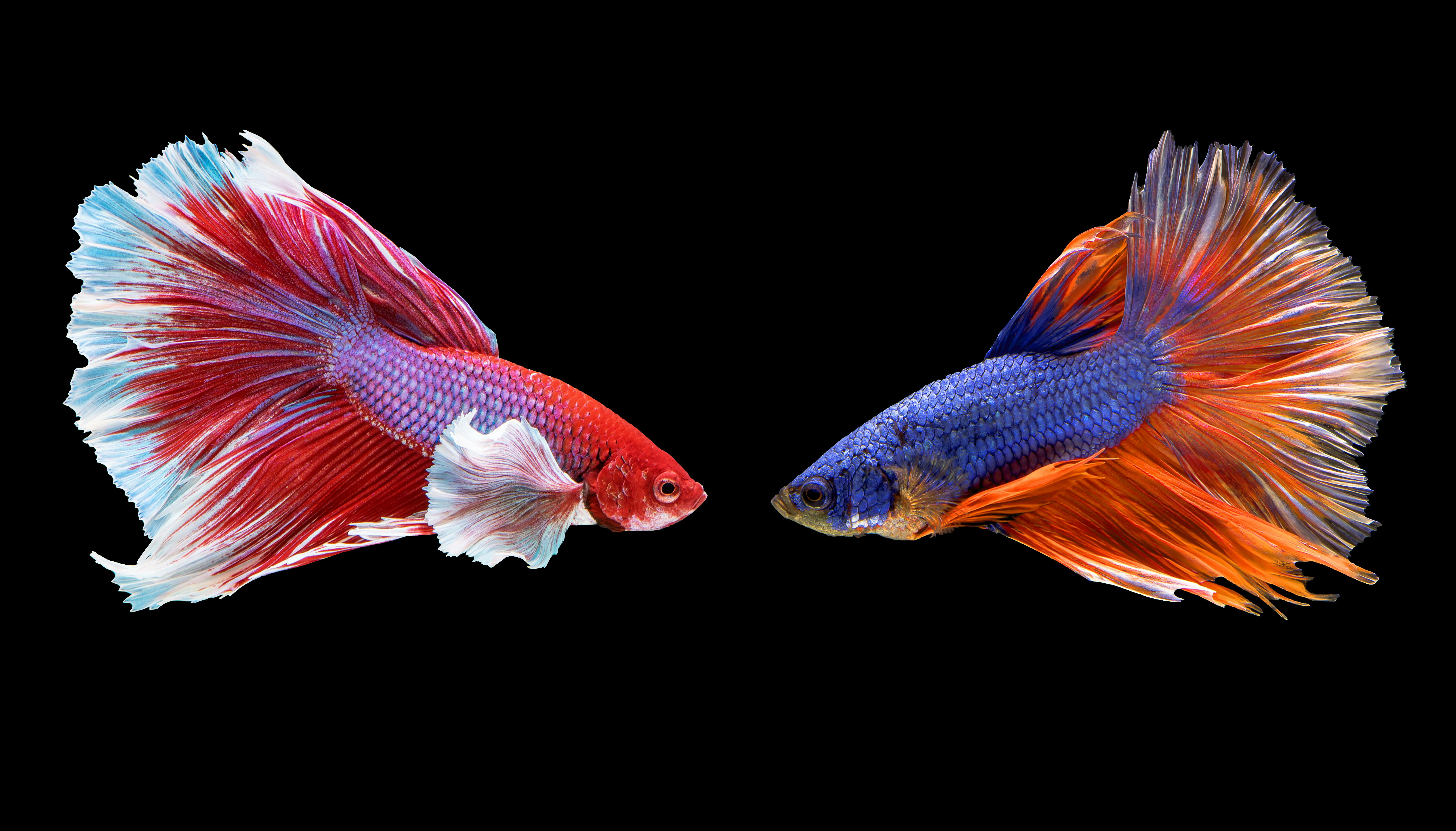 12 Hardy Fish That Are Hard To Kill & Best For Kids To Take Care Of