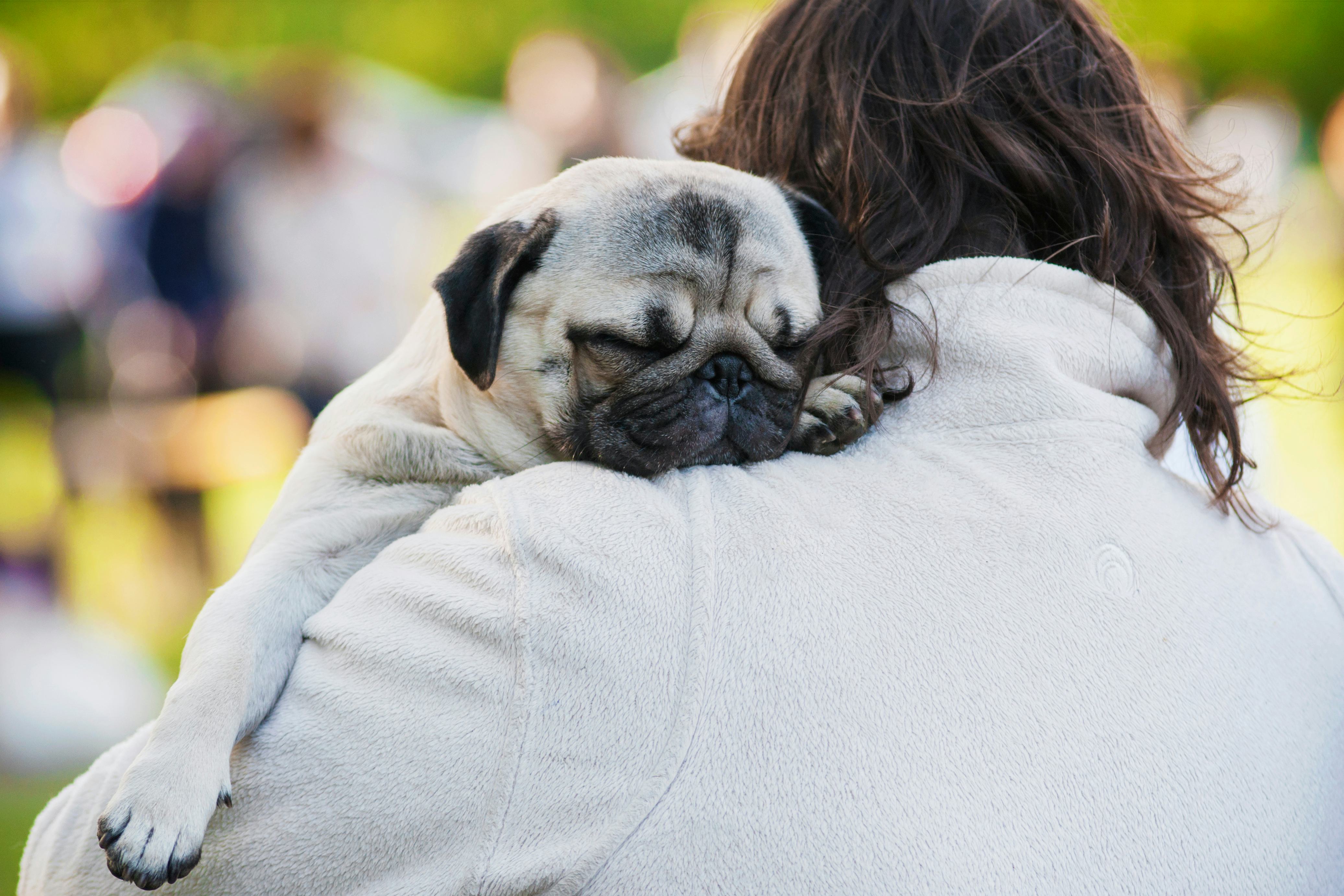 The Laziest Lap Dog Breeds Come In All Shapes & Sizes, According To Experts