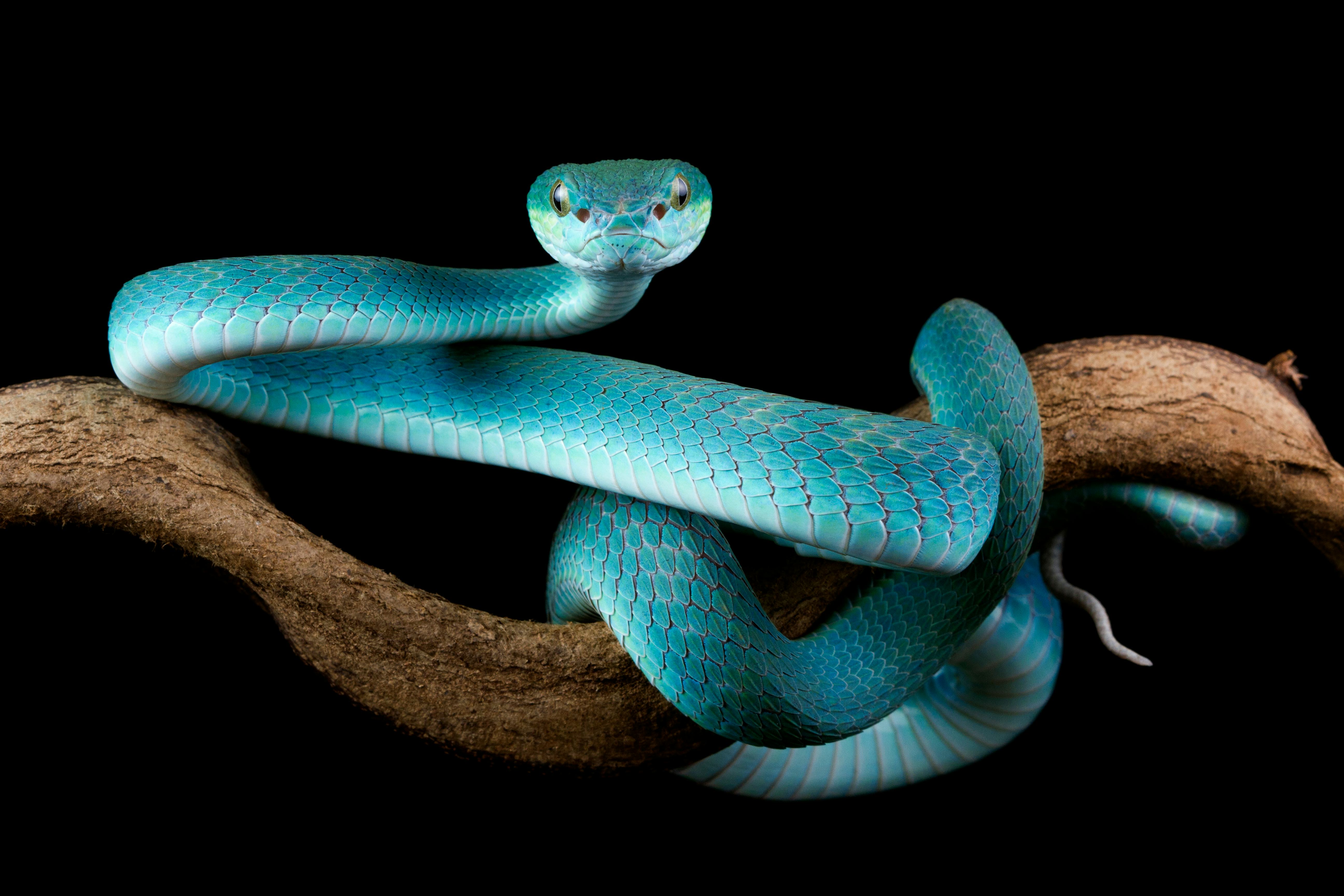 How snake heat vision is being used to transform robotics