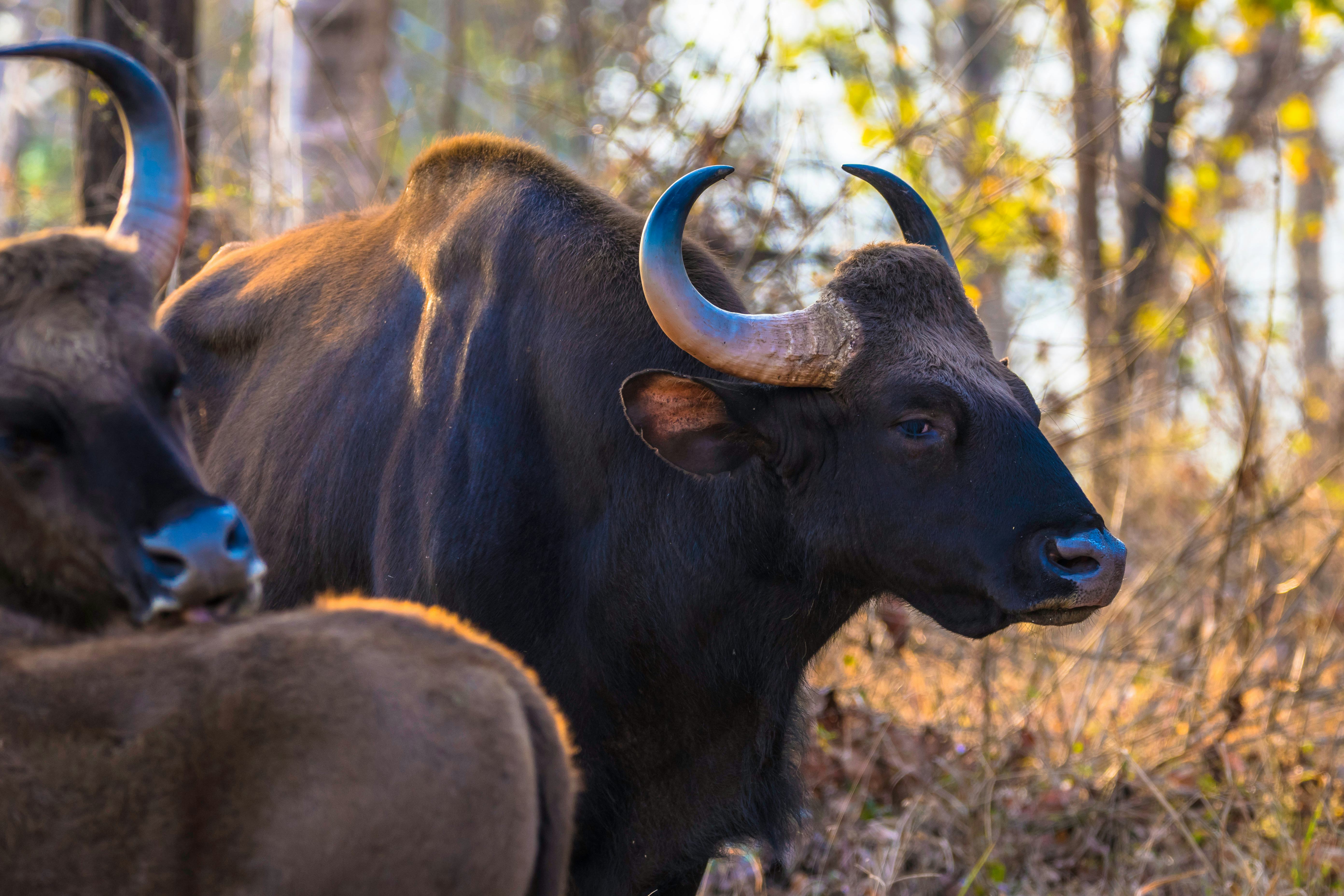 Ancient cow DNA reveals critical transition moment for first human farmers