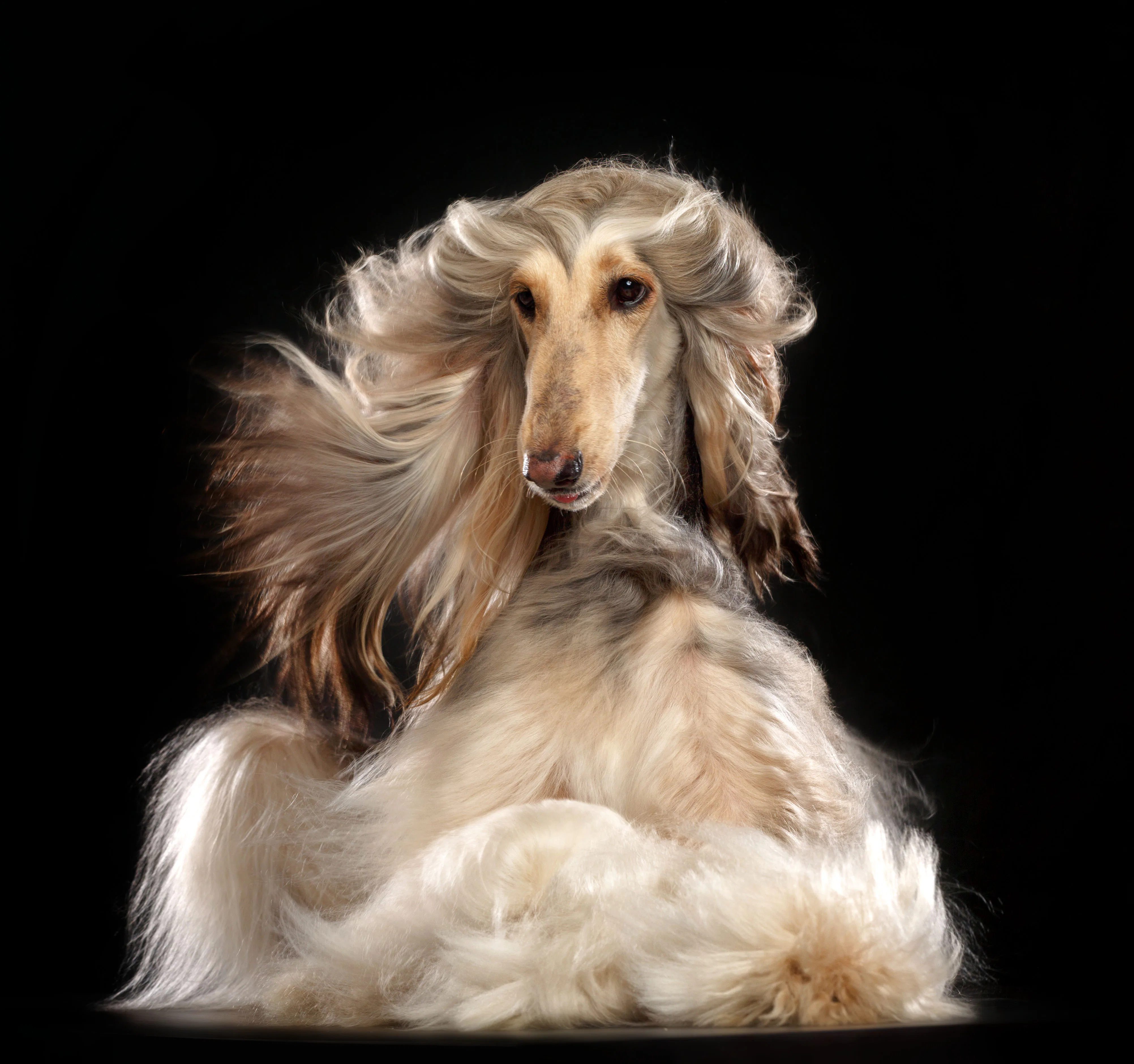 New analysis shows ancient dogs and humans shared a surprising bond