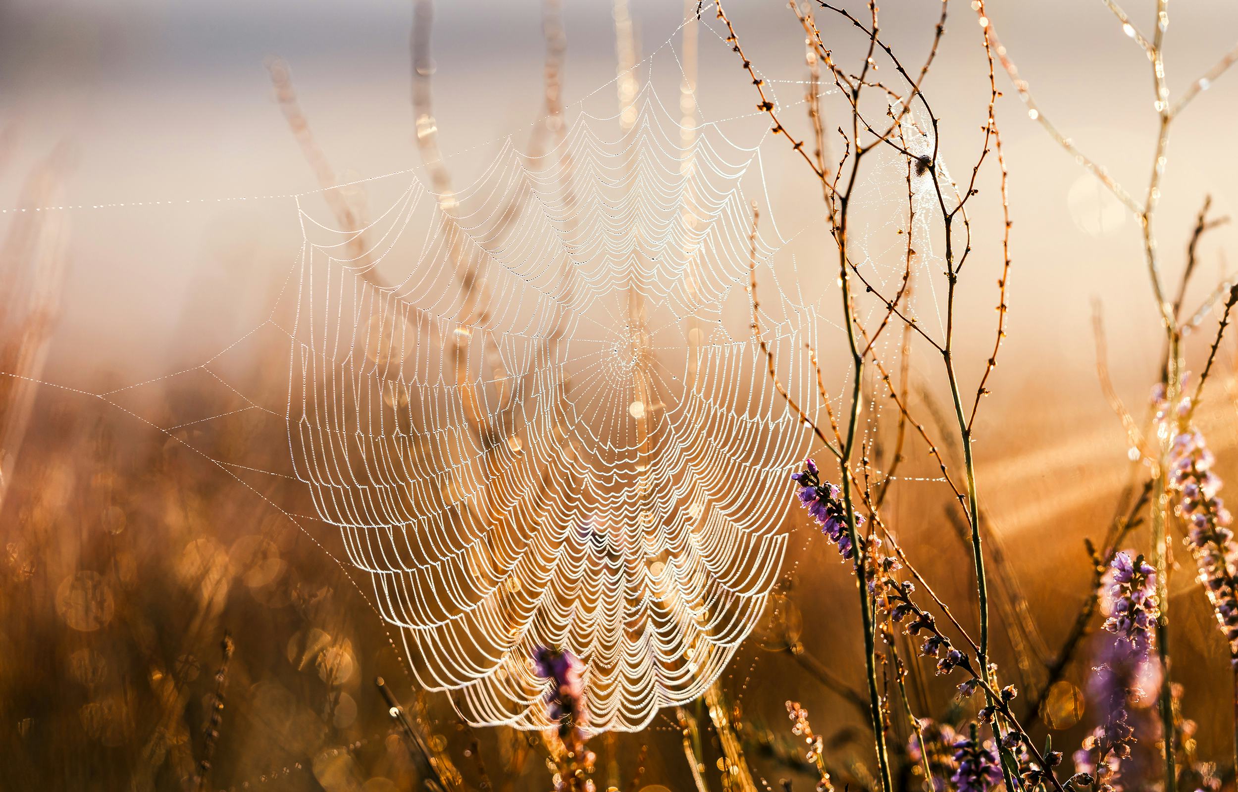 Scientists reveal how spiders make their silk