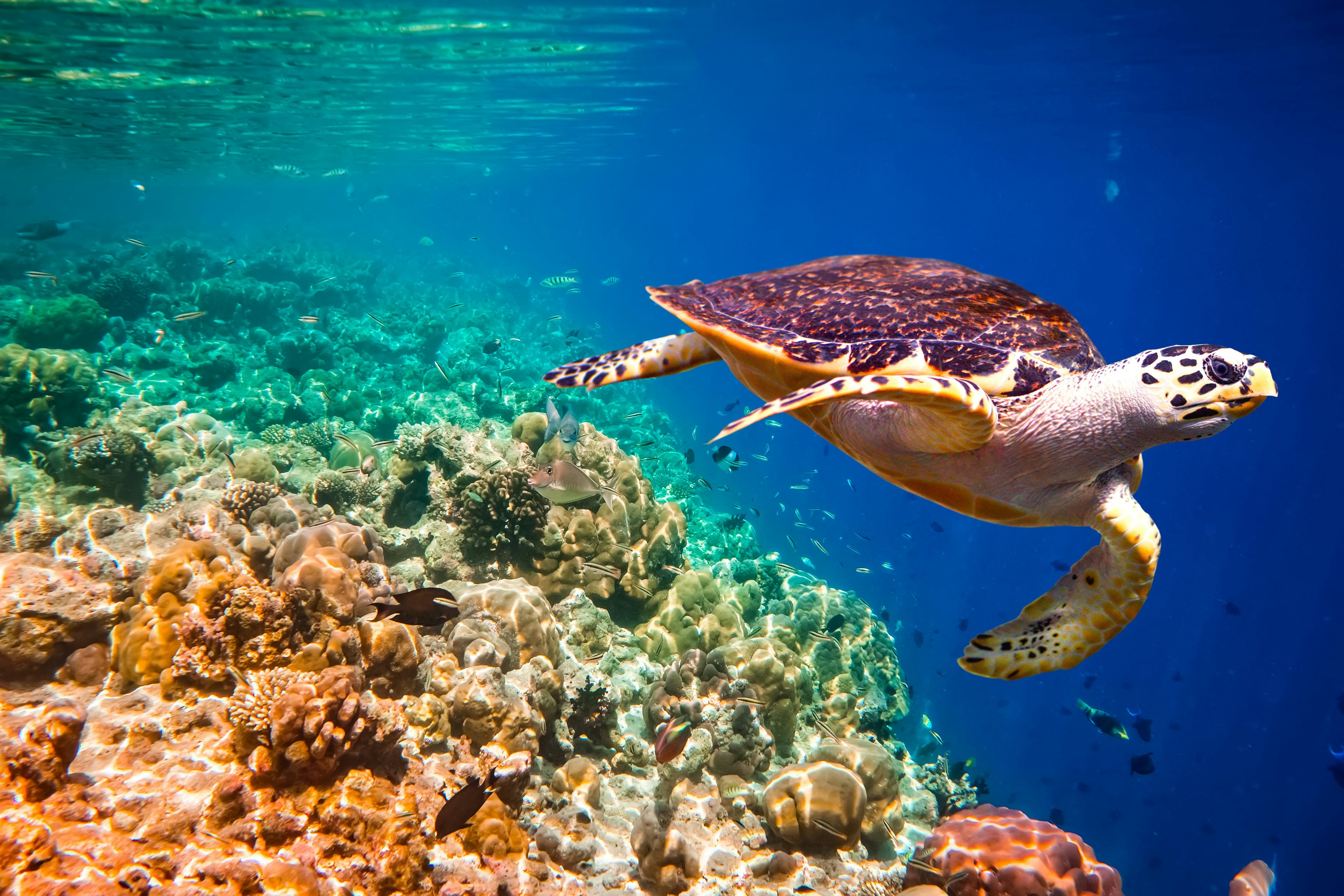 16 unique animals that could go extinct by 2030 -- and how to change that