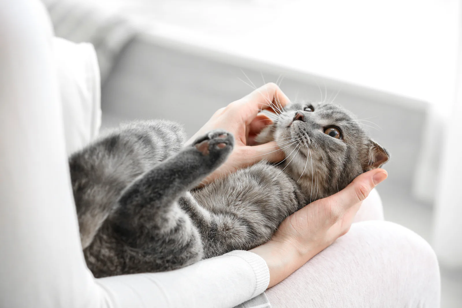 The 3 Best Cat Calming Sprays