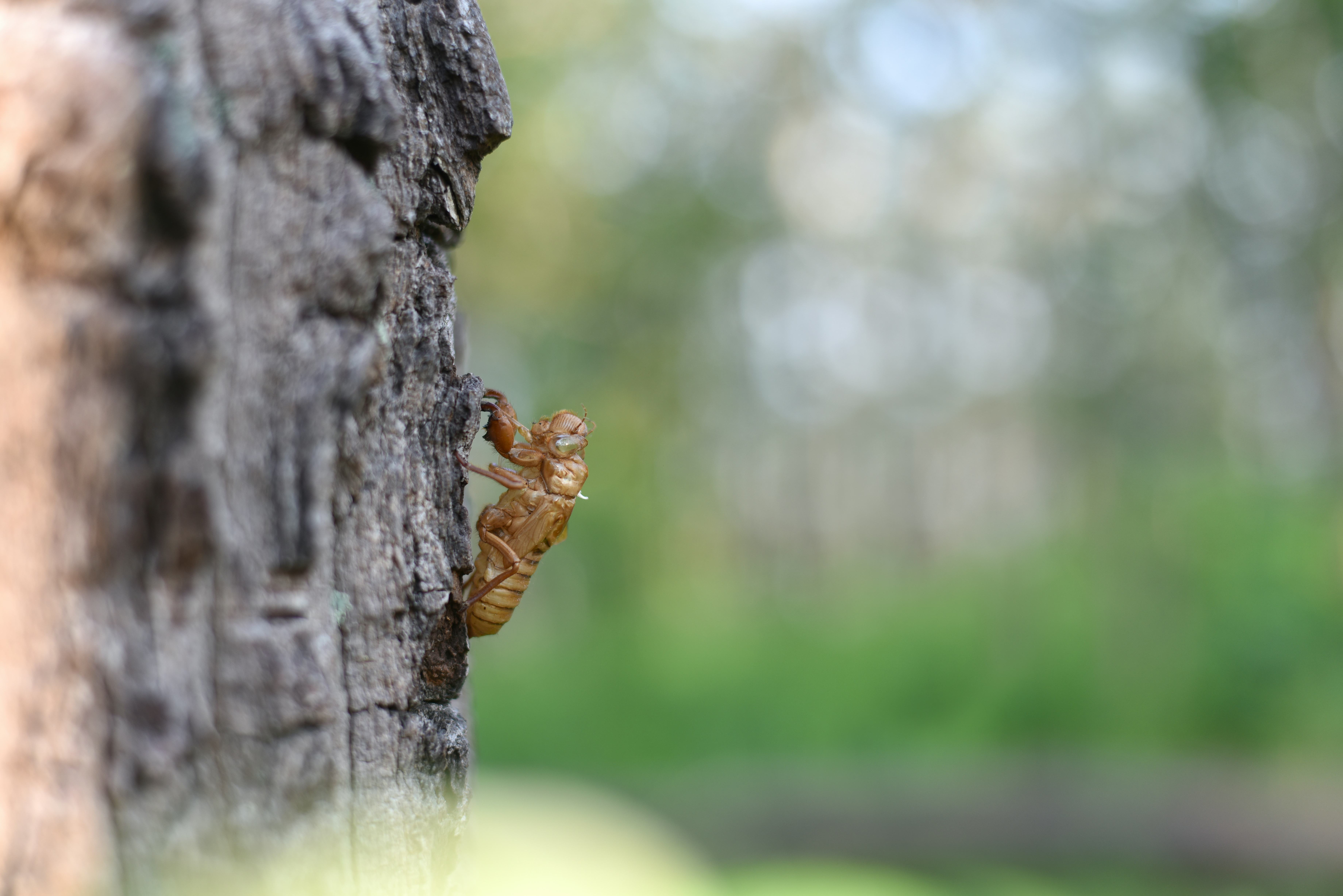 The Brood IX cicadas are coming. Here's what that means.
