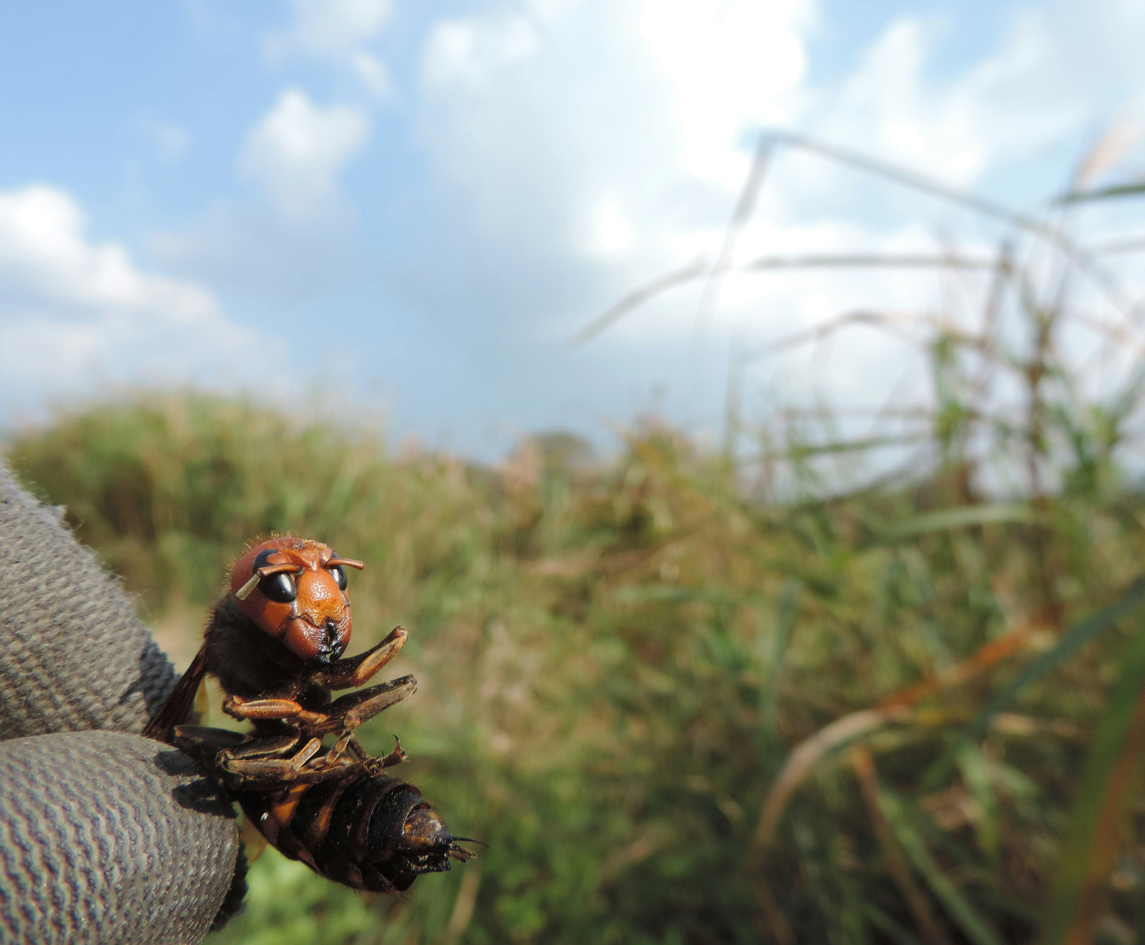 The Murder Hornets are here. Here's everything you need to know.