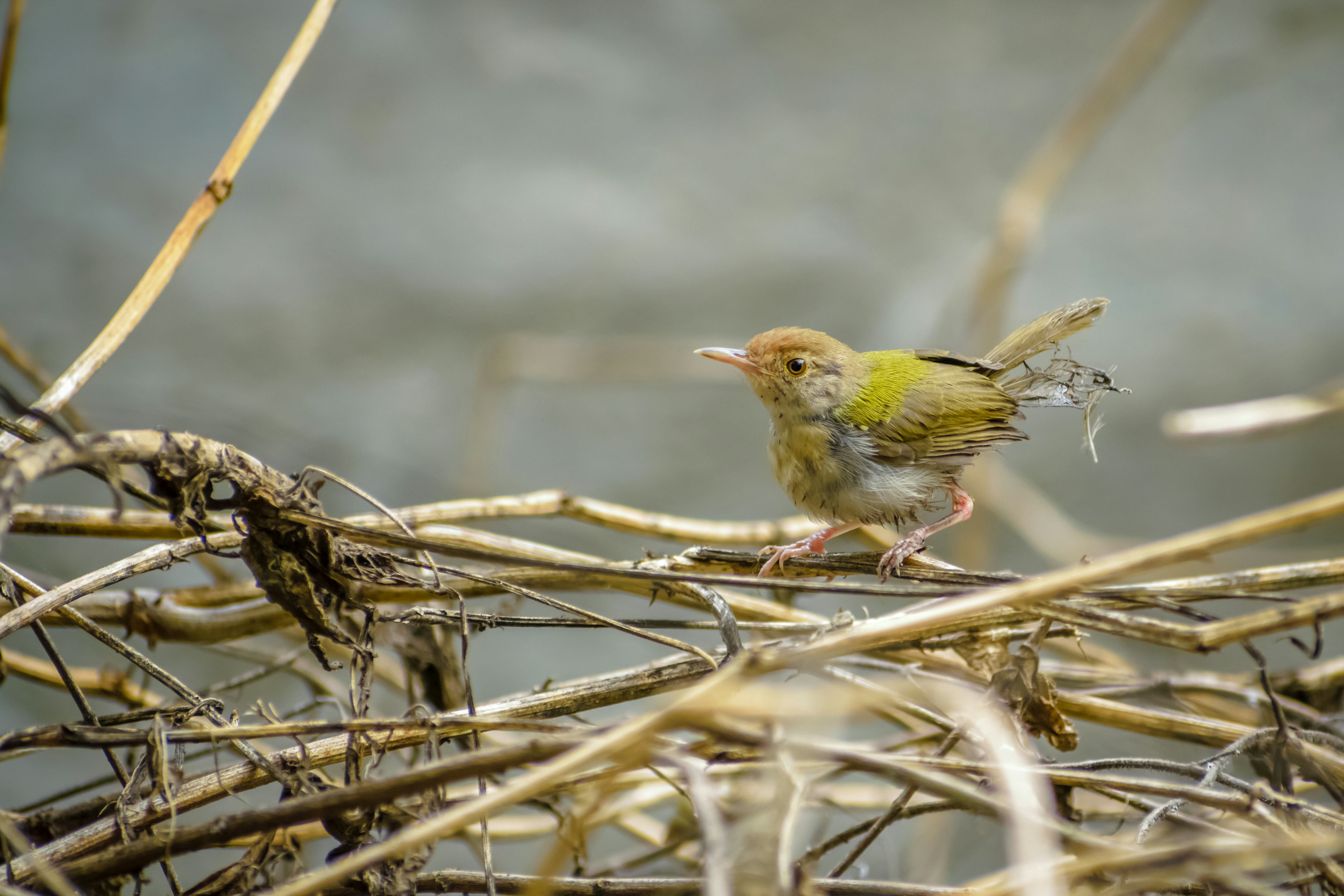 Images reveal 5 scientifically amazing bird nests