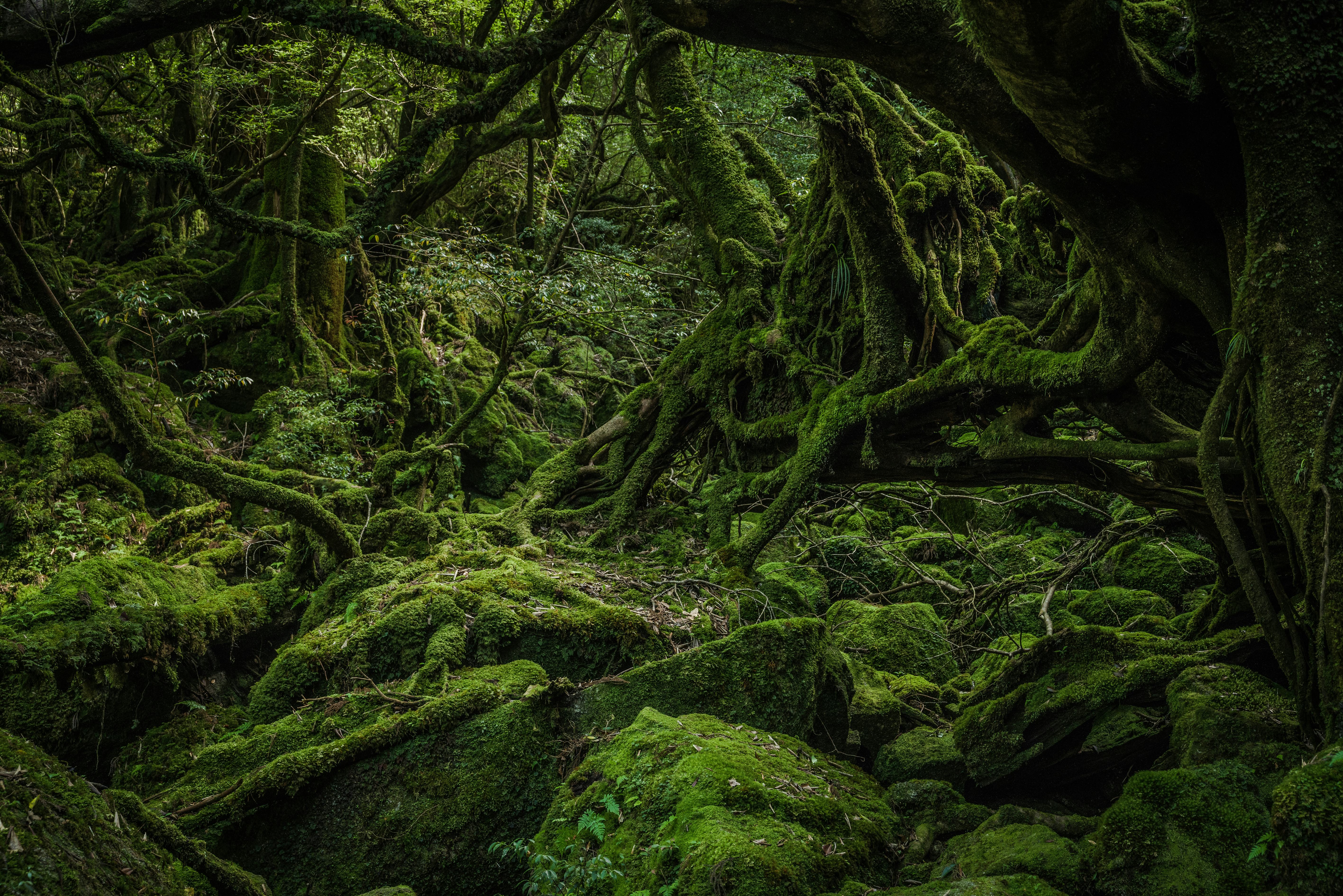 The secret life of ancient trees