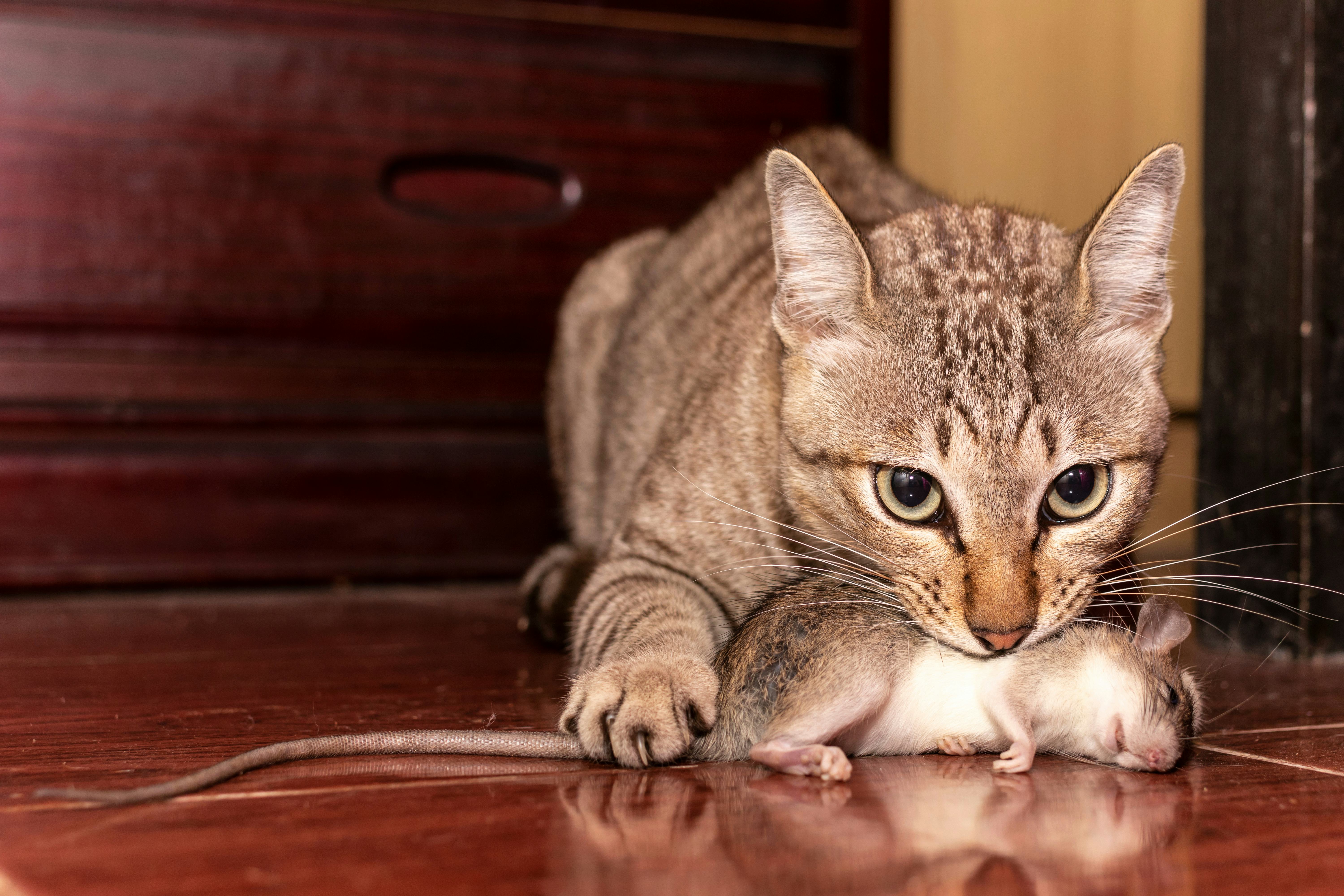 Why do cats hunt? New study reveals 2 ways to stop them