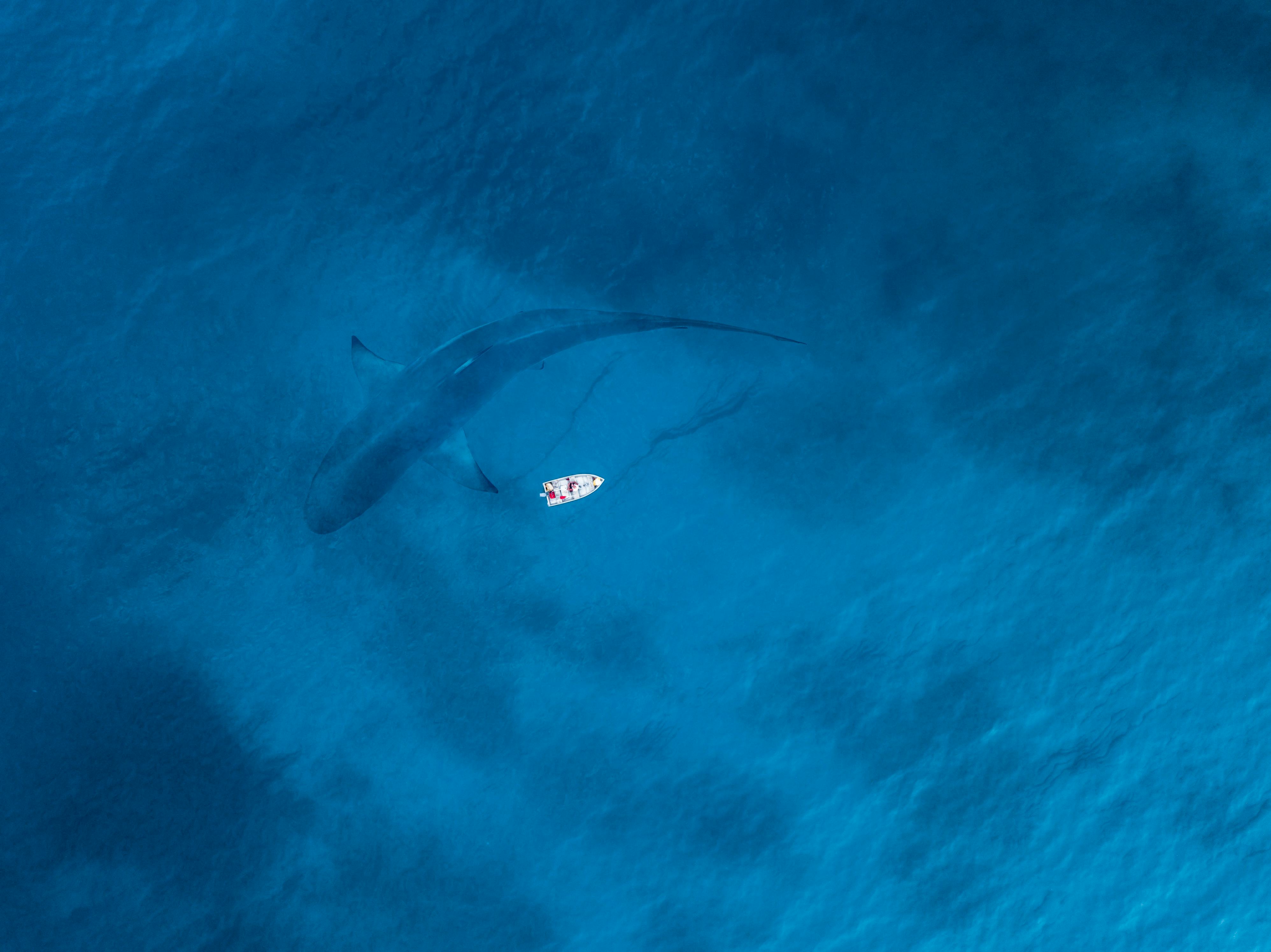 Why do sharks swim in circles? Science has finally solved it