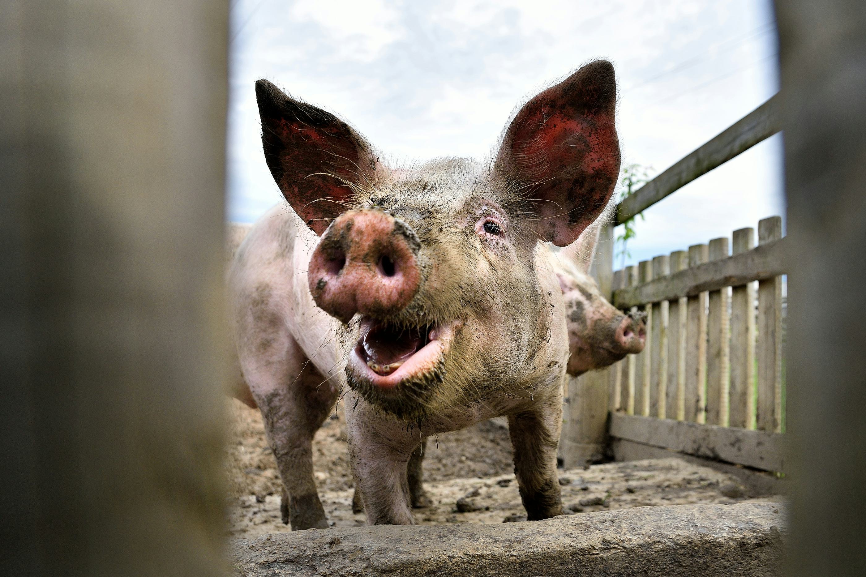 Why giving pigs a dash of human DNA could lead to medical breakthroughs