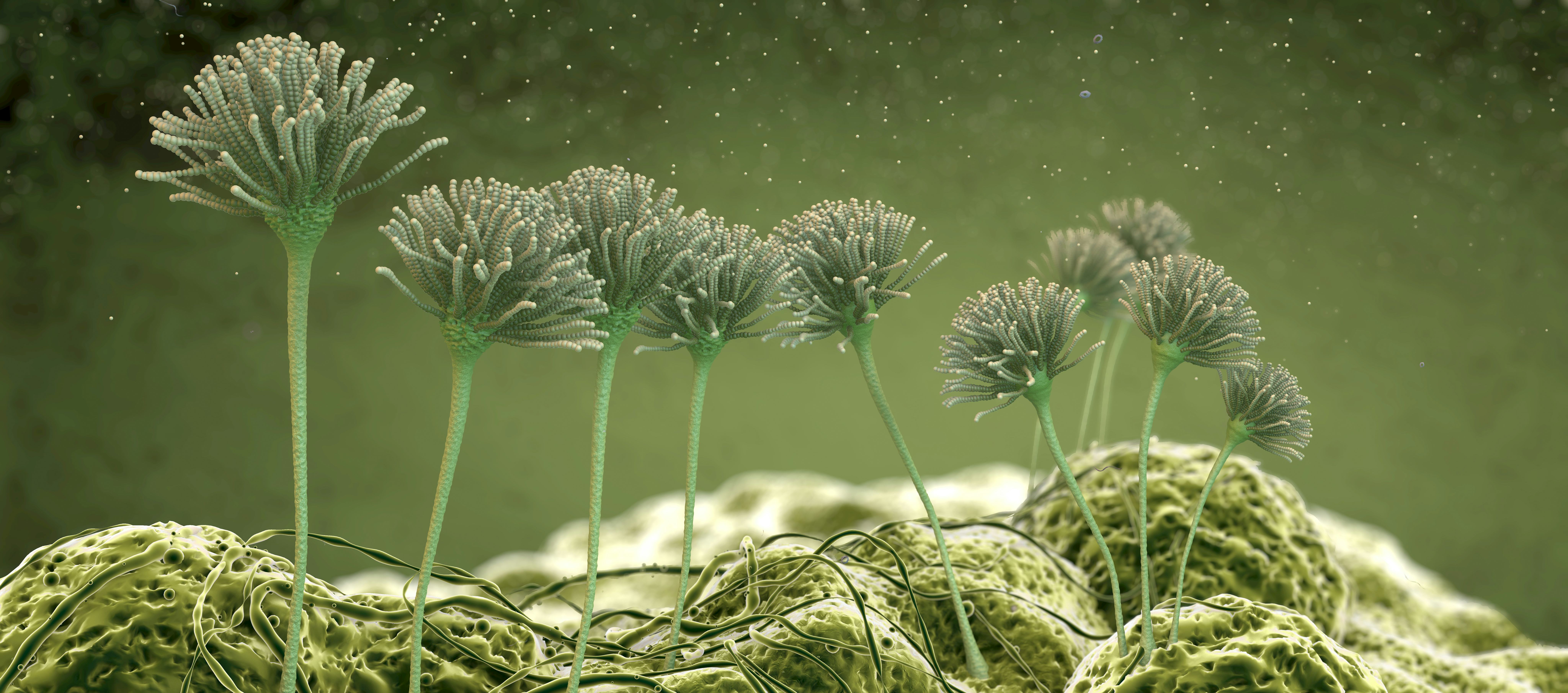 Food scientists debunk a dangerous myth about moldy food