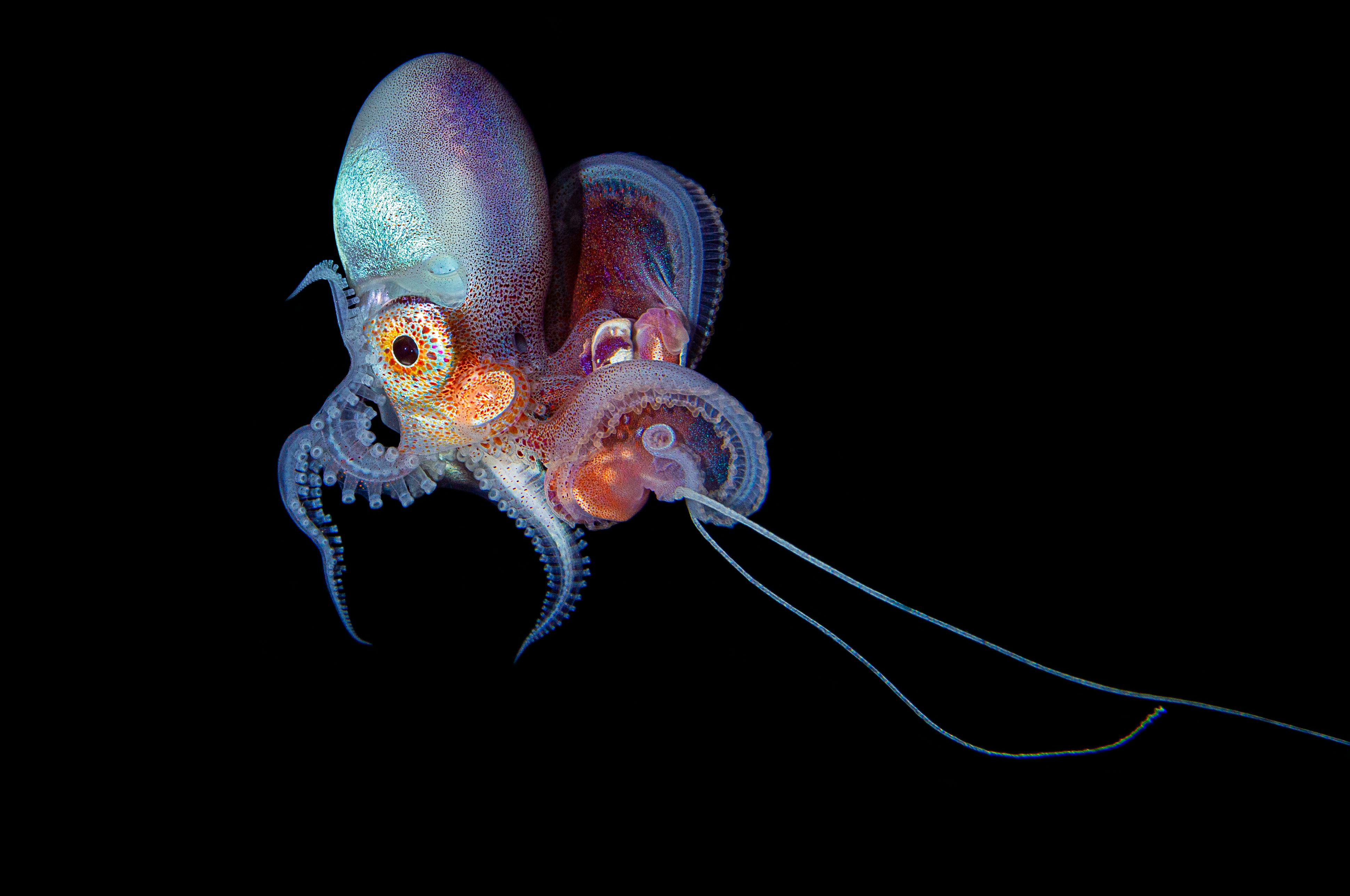 Look: An alien-like new cephalopod was found deep in the ocean