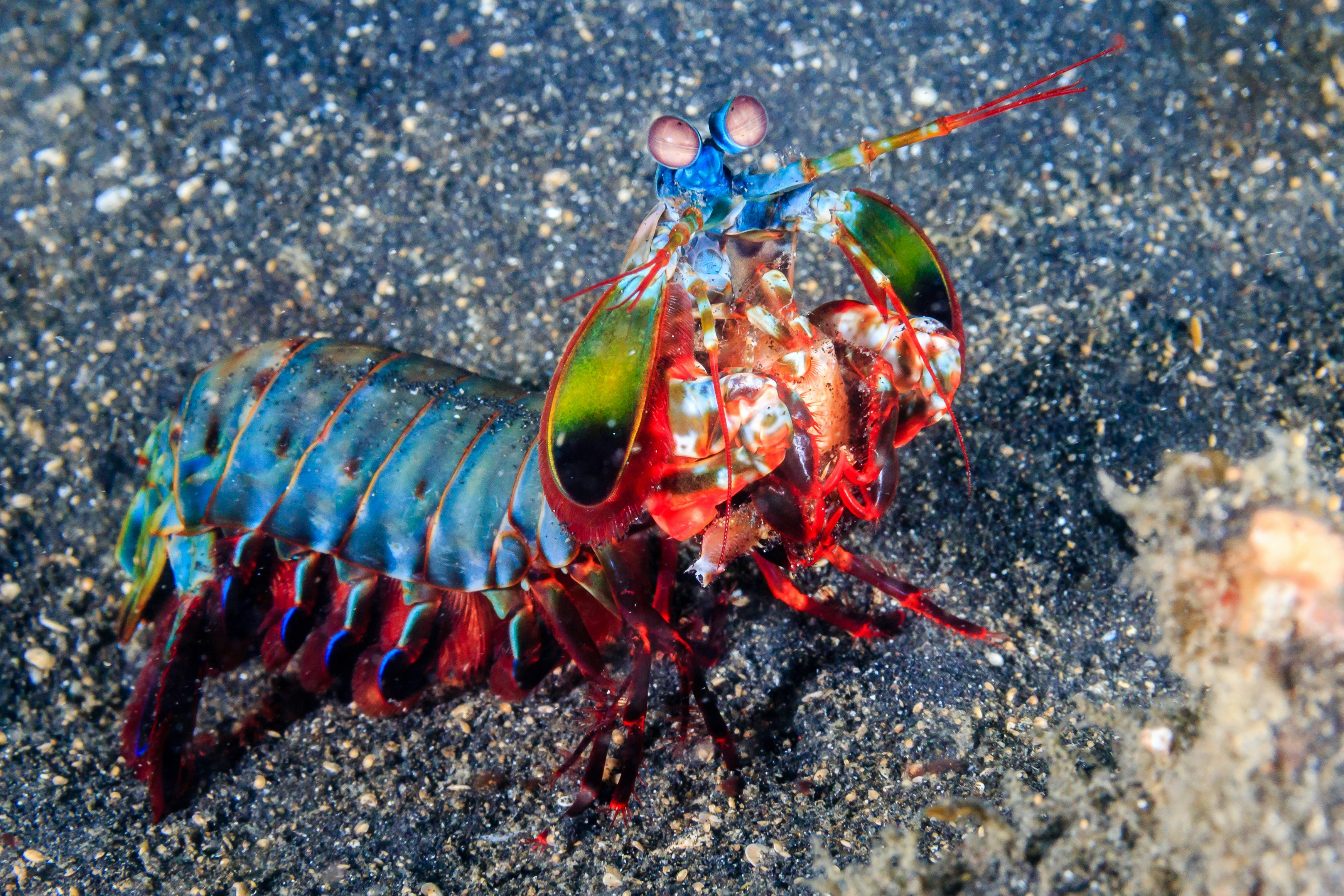 Peacock Mantis Shrimp Punch Video