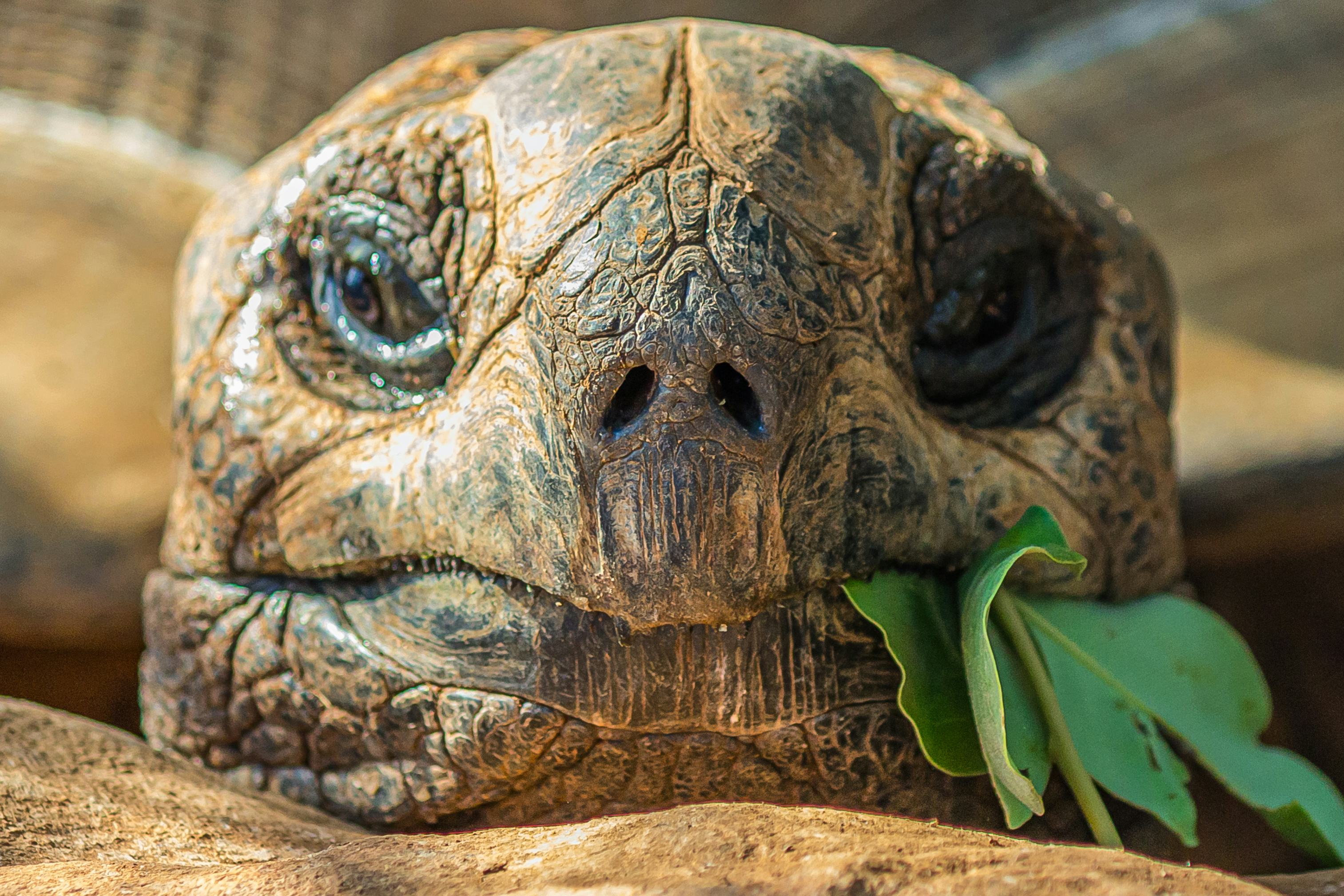 Watch: New video reveals “horrifying and amazing” tortoise behavior