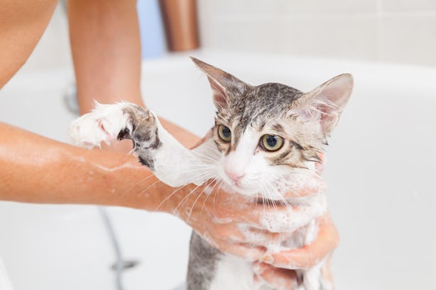The 9 Best Cat Shampoos, According To Vets