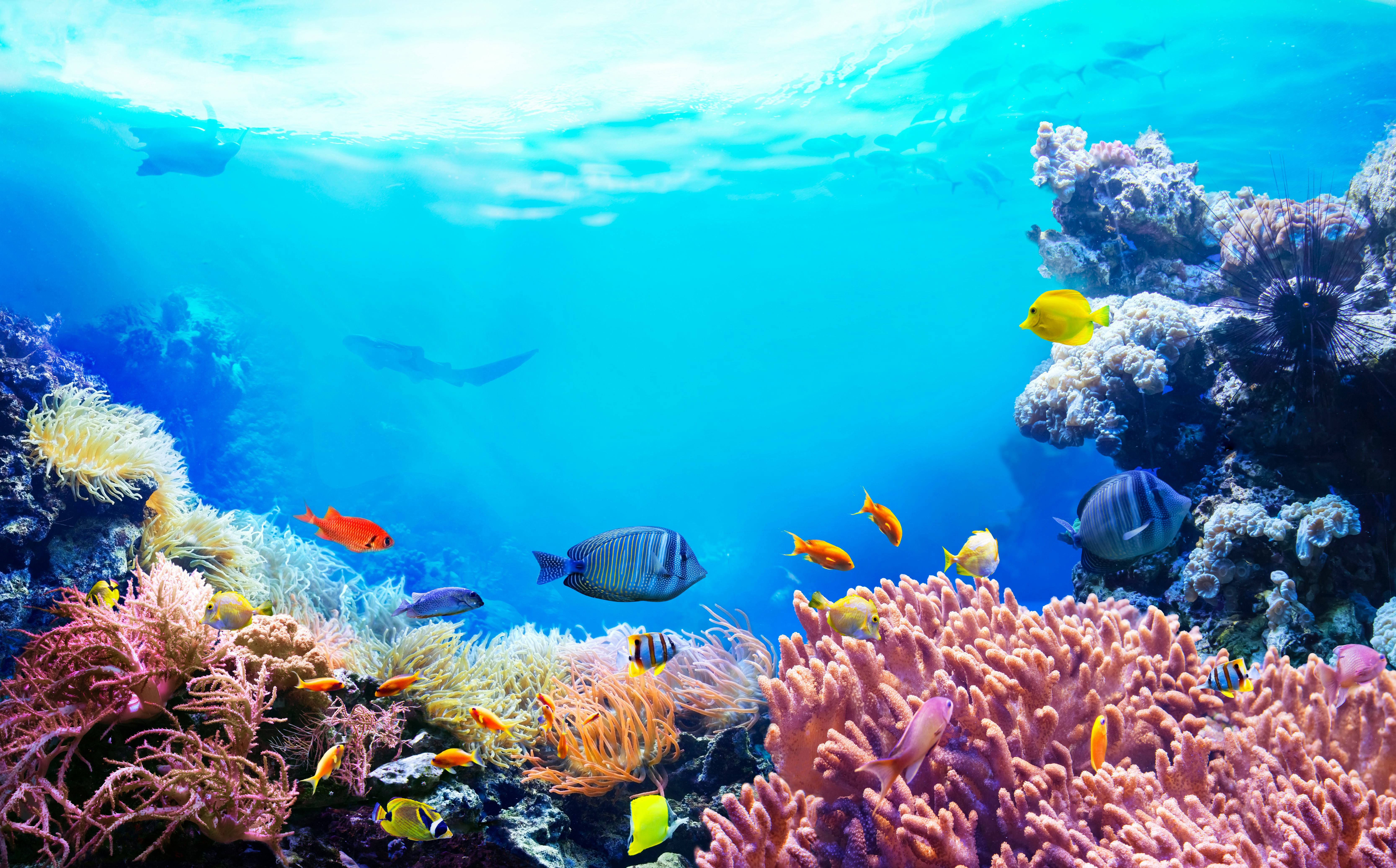 Ocean conservation: 6 reasons you can be optimistic about the future