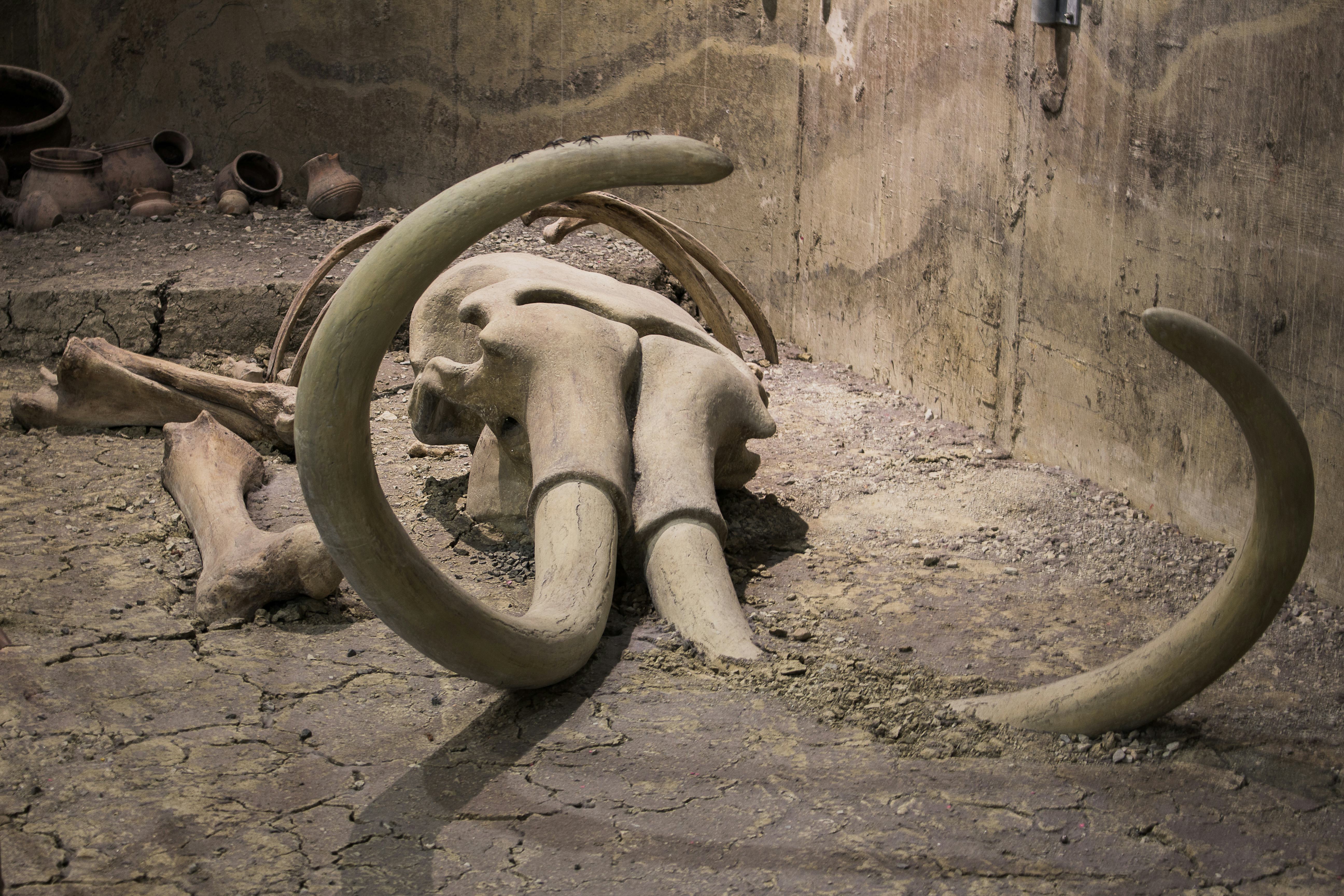 After 10,000 years of extinction, this is when woolly mammoths will ...