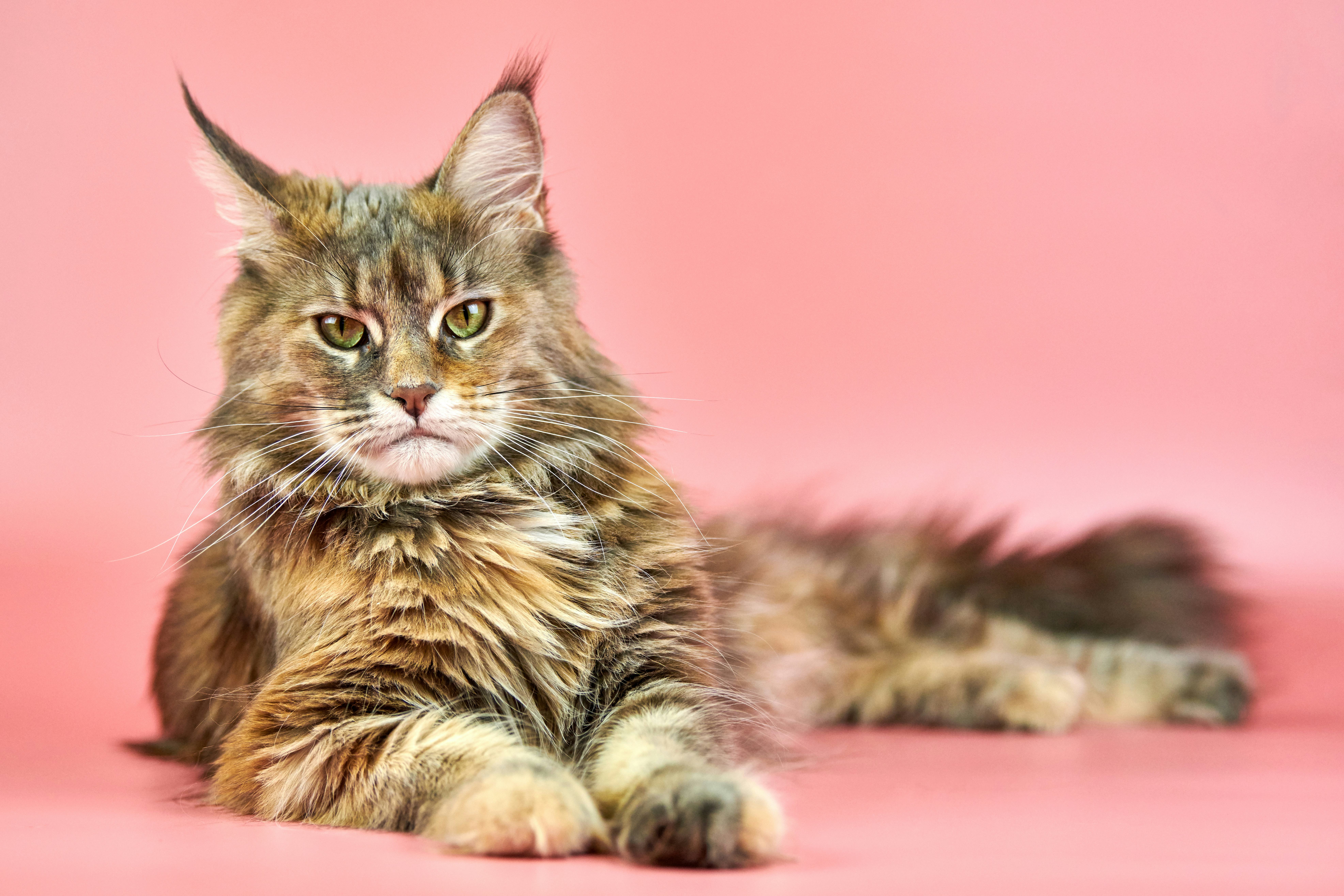One type of cat breed looks so "silky" for a genetic reason — study
