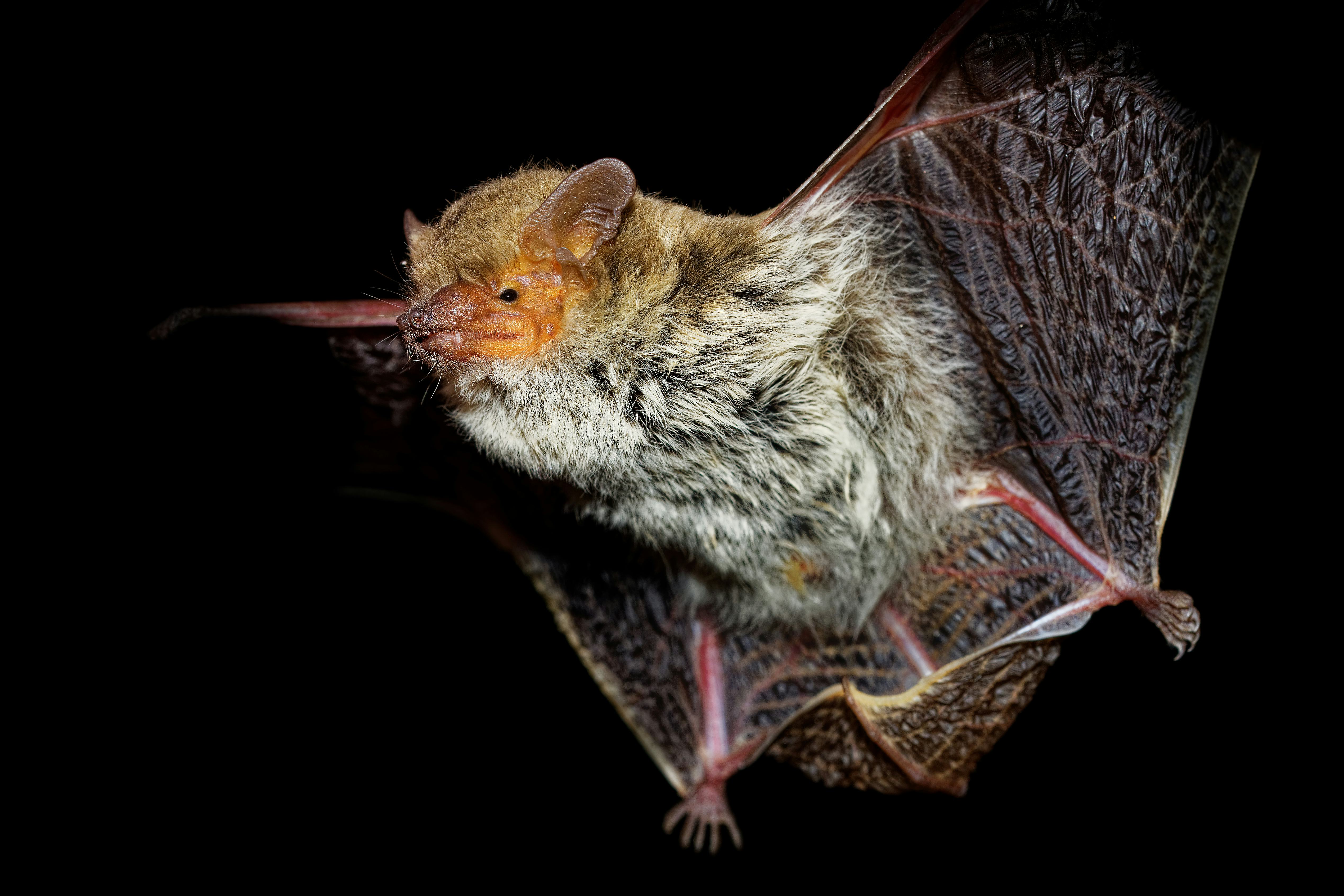 Look: Scientists discover bizarre anatomy behind bats' genius hunting ...