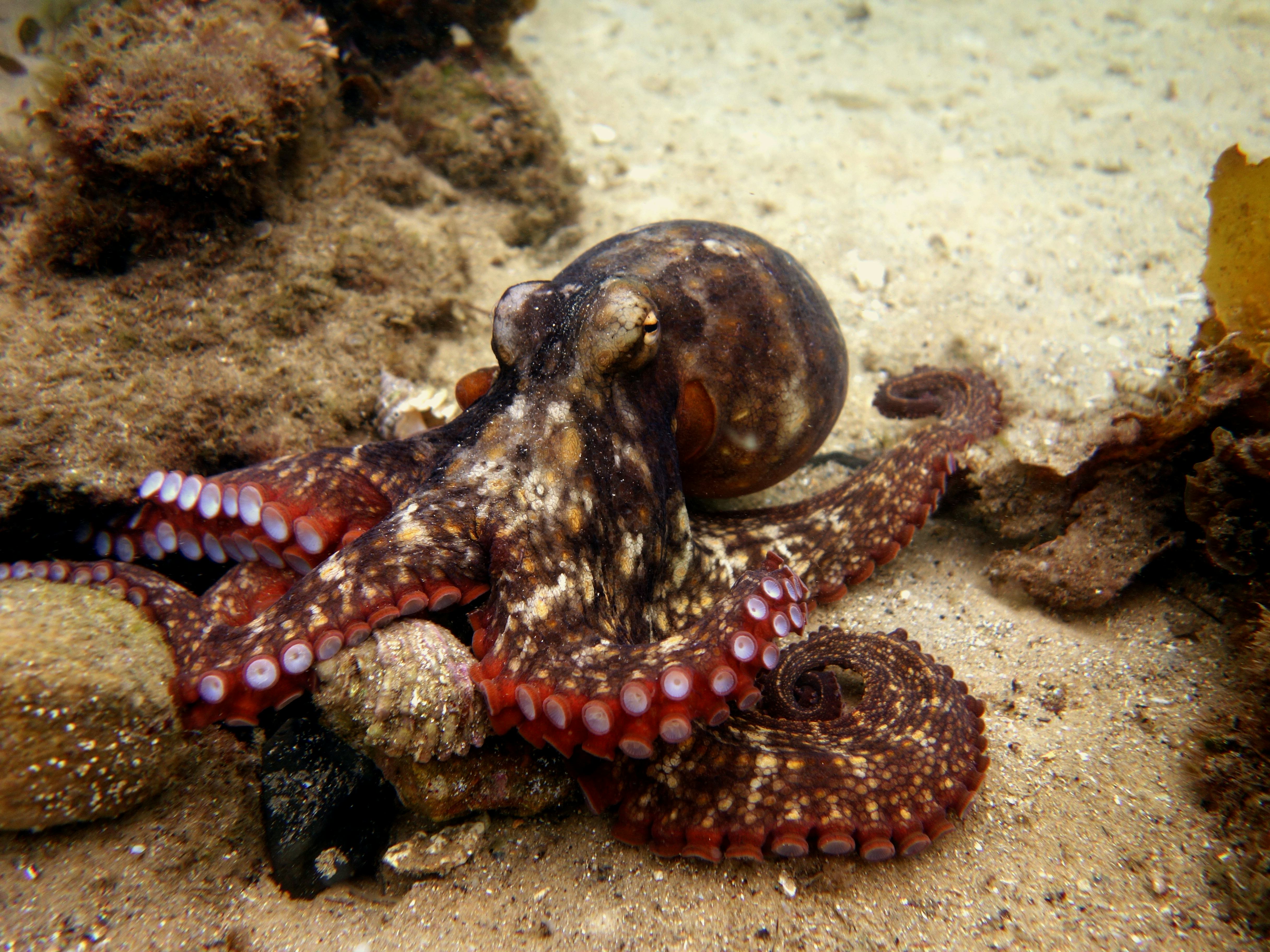 Watch: Video reveals a strange, never-recorded behavior in octopuses