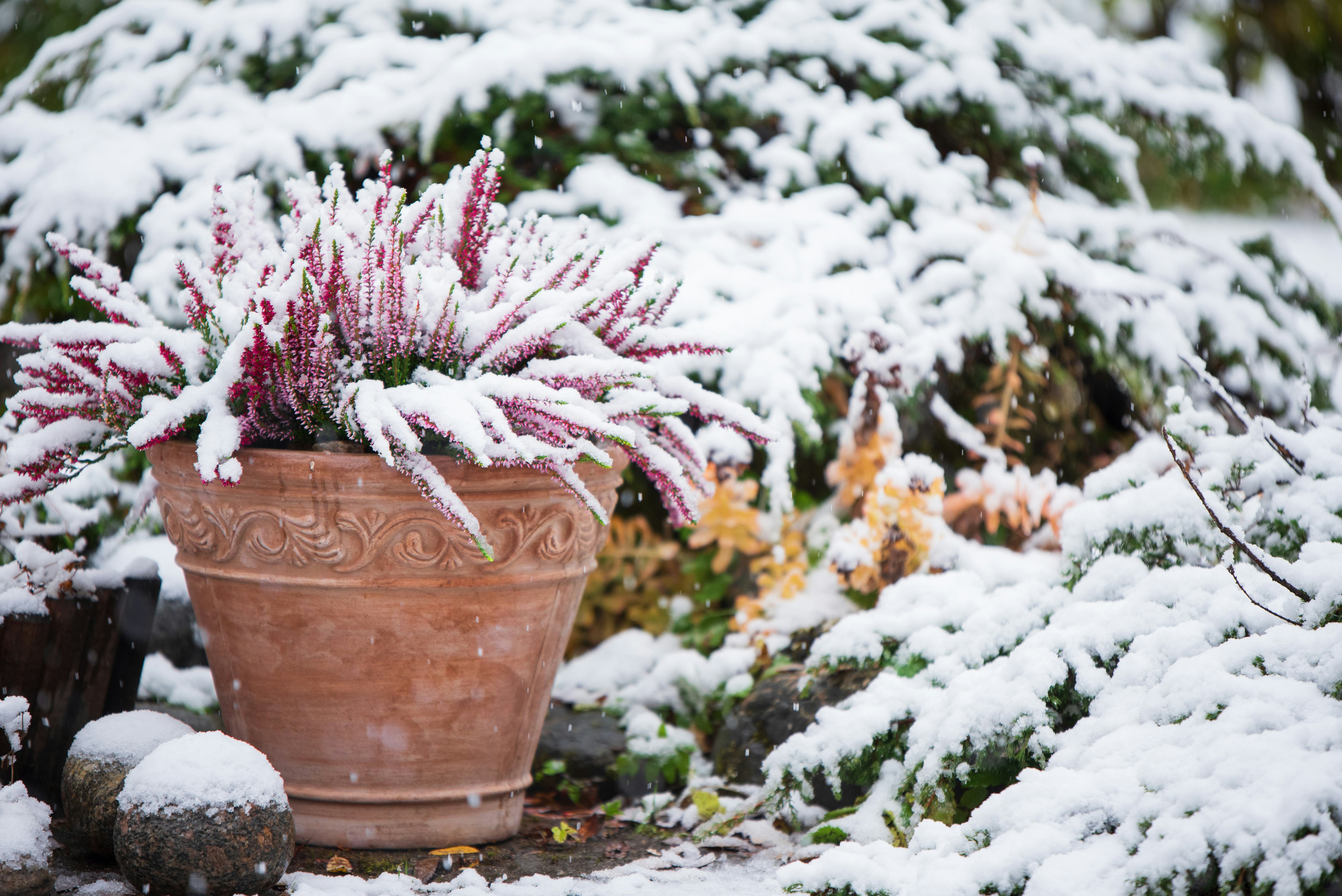 9 Winter Gardening Tips To Keep In Mind This Season