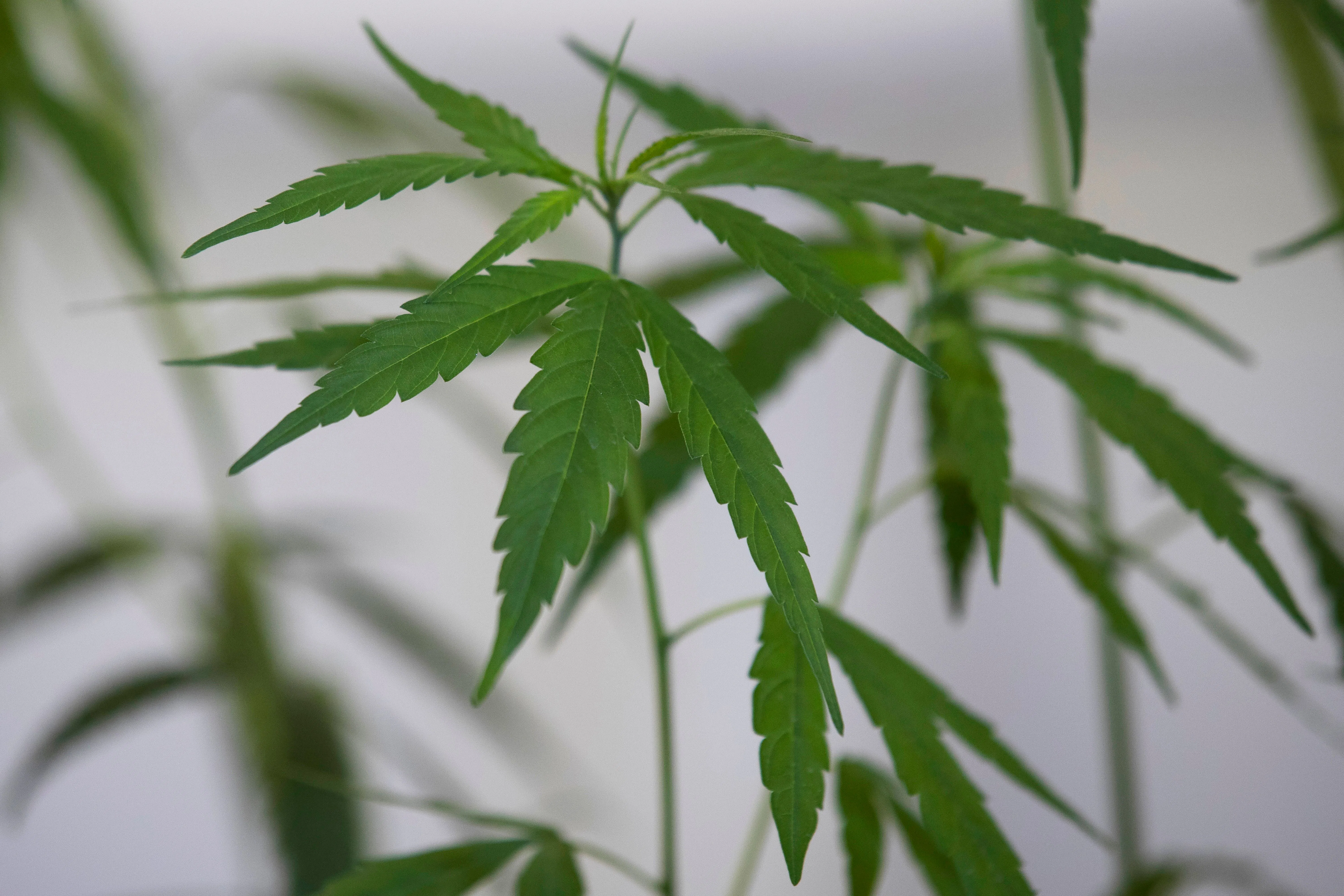 Can delta-8 THC get you high without causing anxiety?