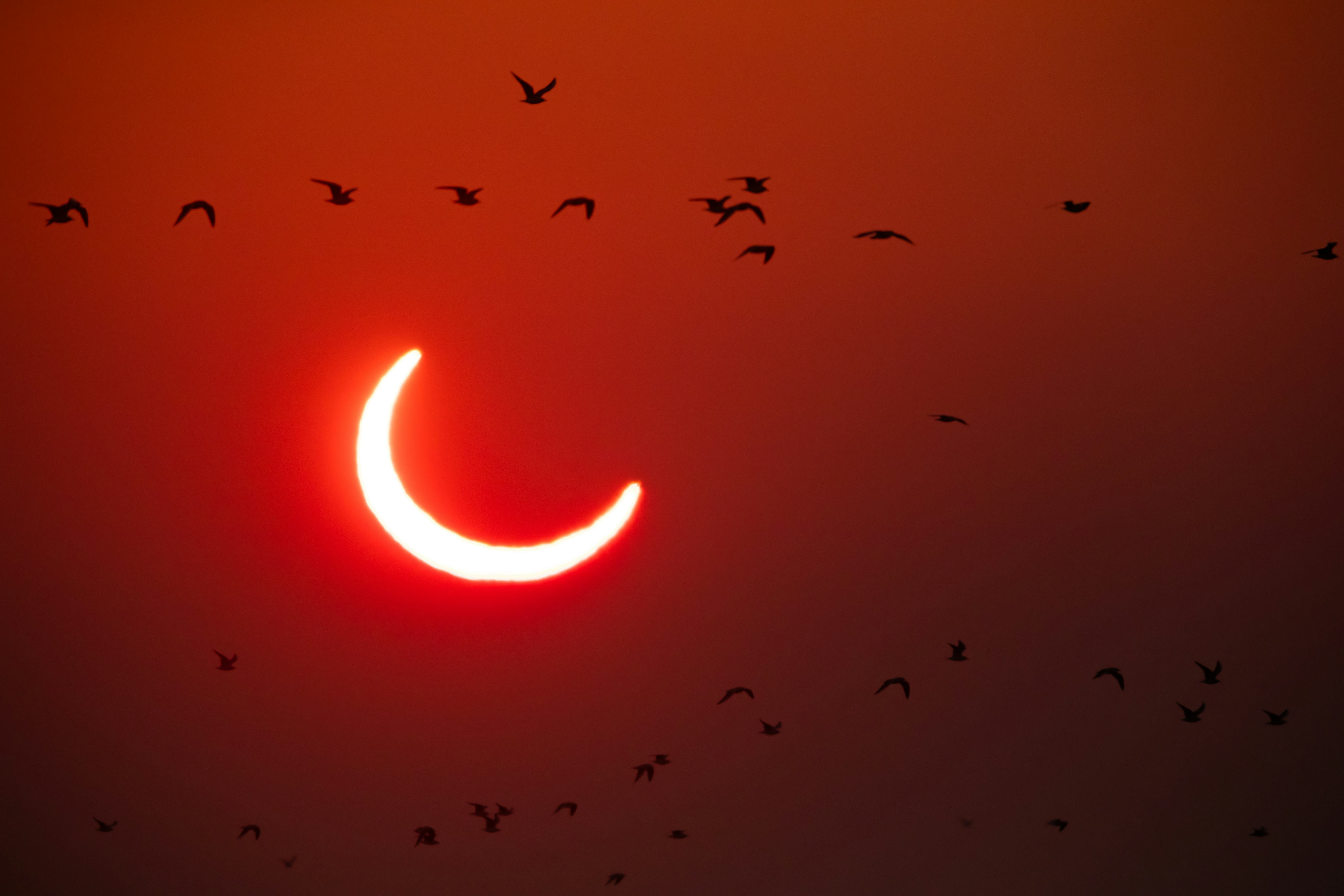 Lunar eclipses have one weird effect on birds