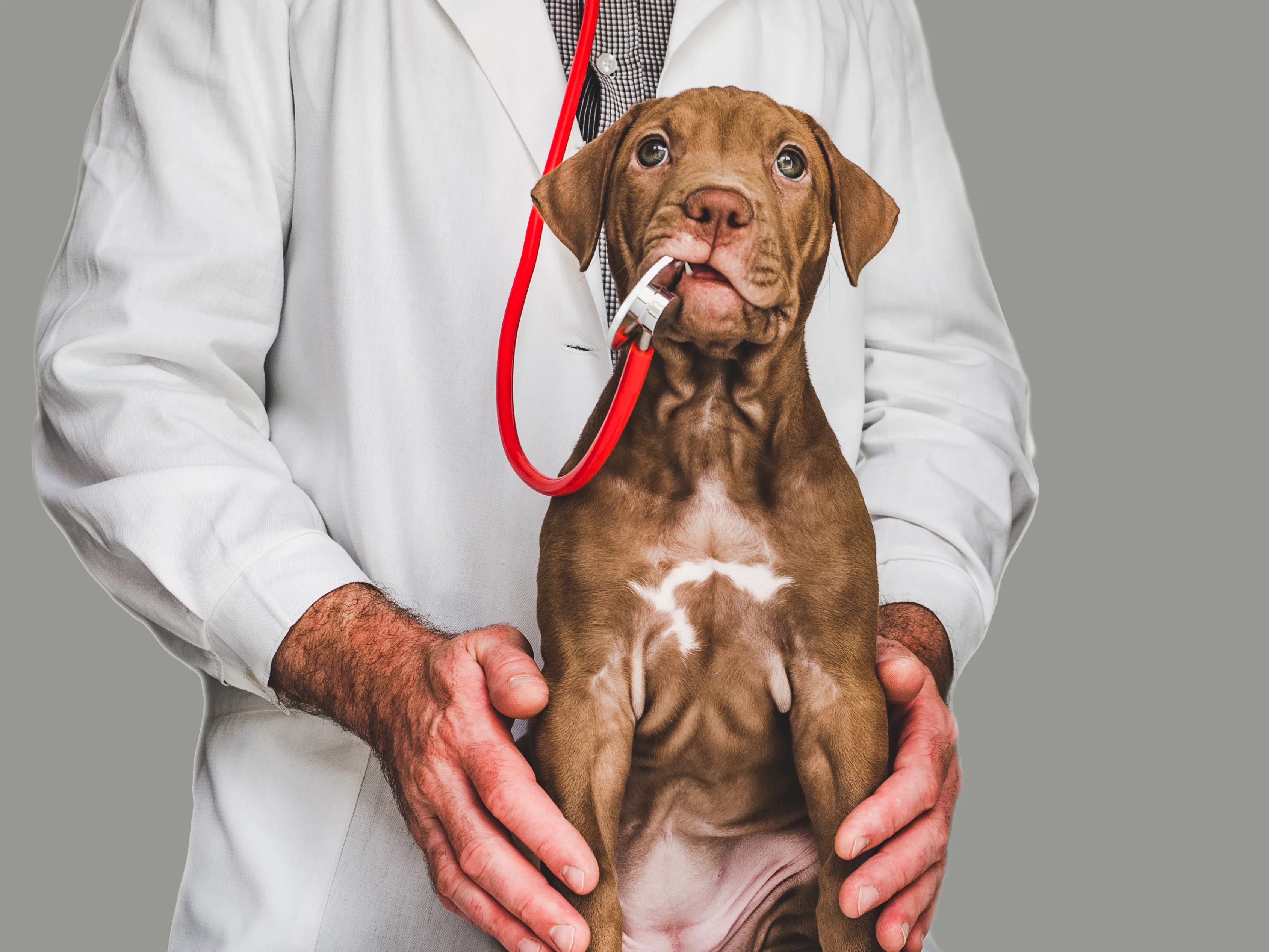 Cutting-edge pet medicine could offer clues to curing cancer in humans