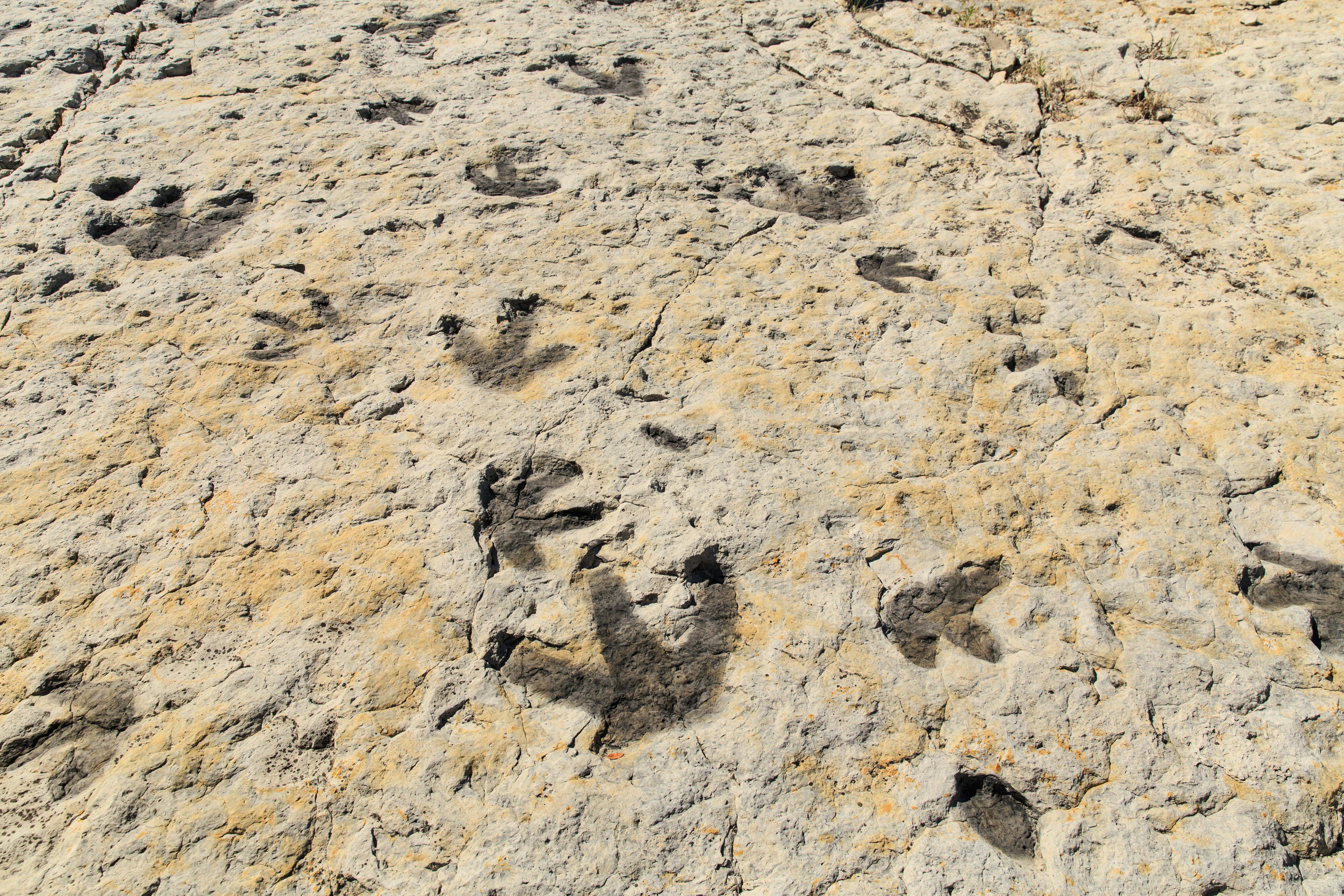 Strange, fossilized tracks reveal the footsteps of an injured dinosaur
