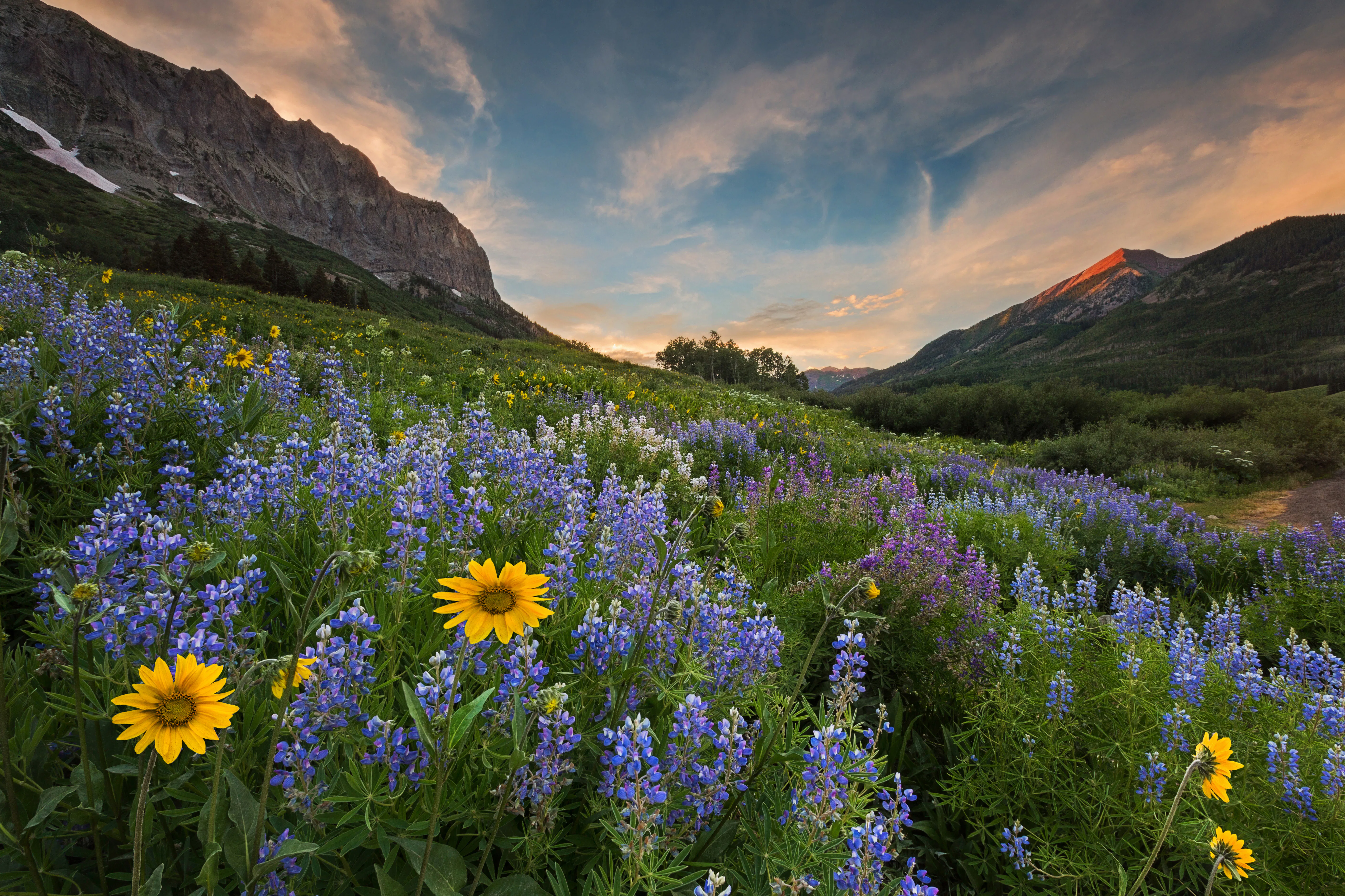 Where To See Spring & Summer Wildflowers Across The United States
