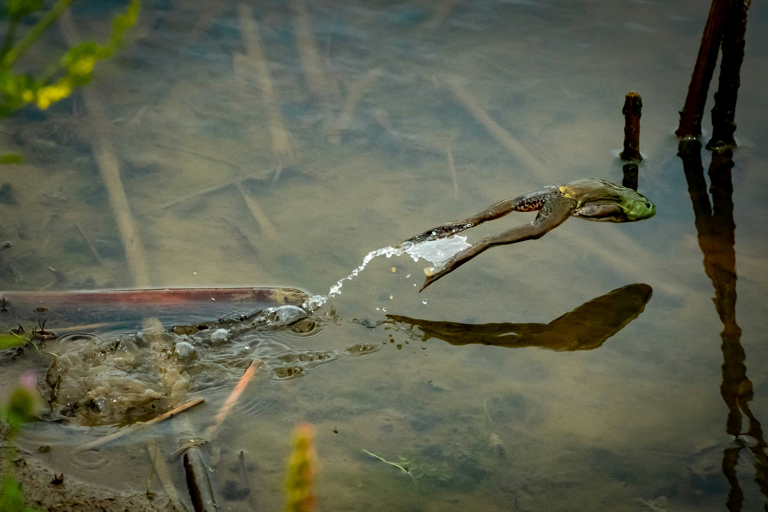 Watch: Miniature frogs faceplant after leaping. Scientists finally ...